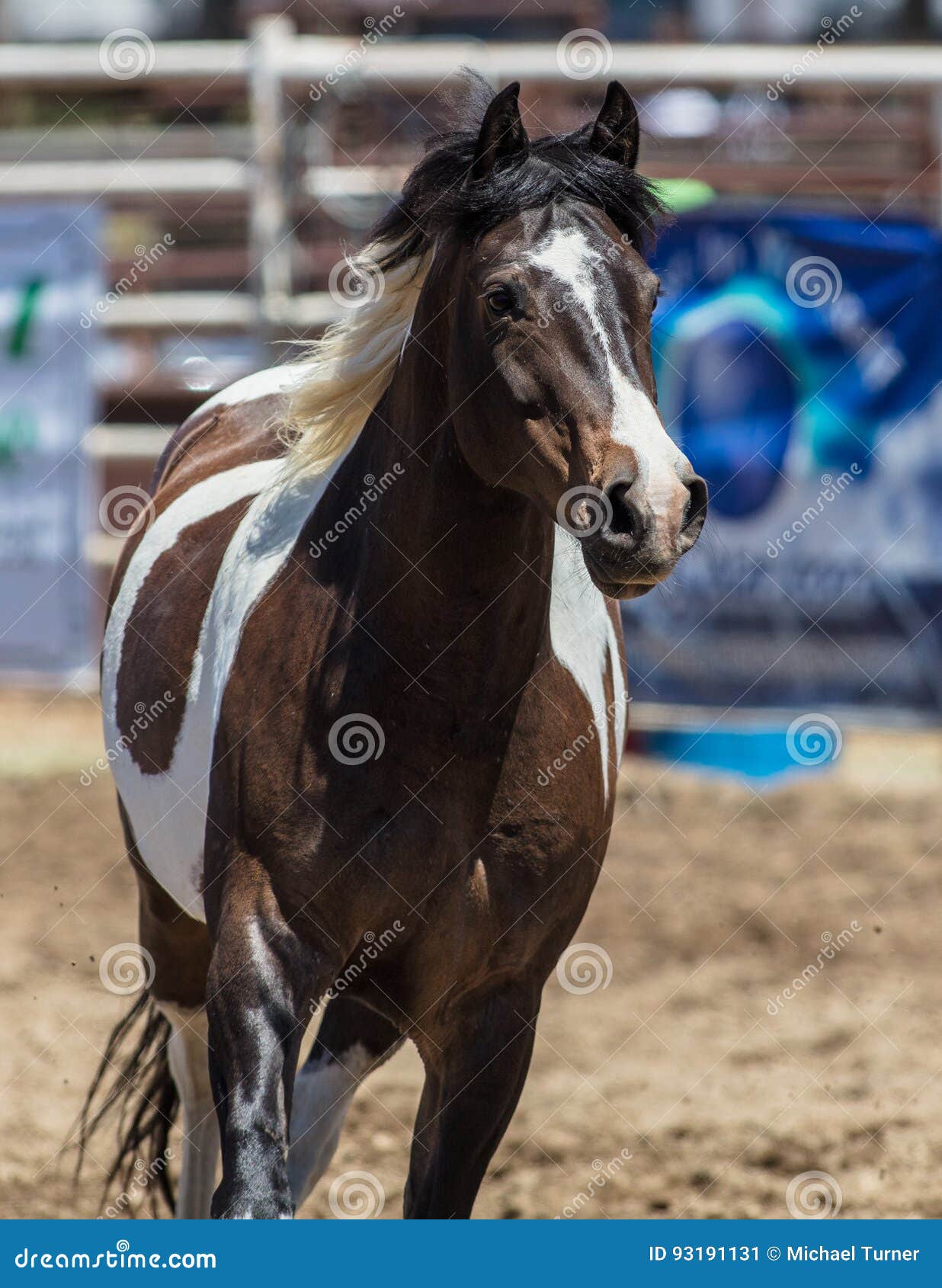 Rodeo Horse editorial photo. Image of gorgeous, arena - 93191131
