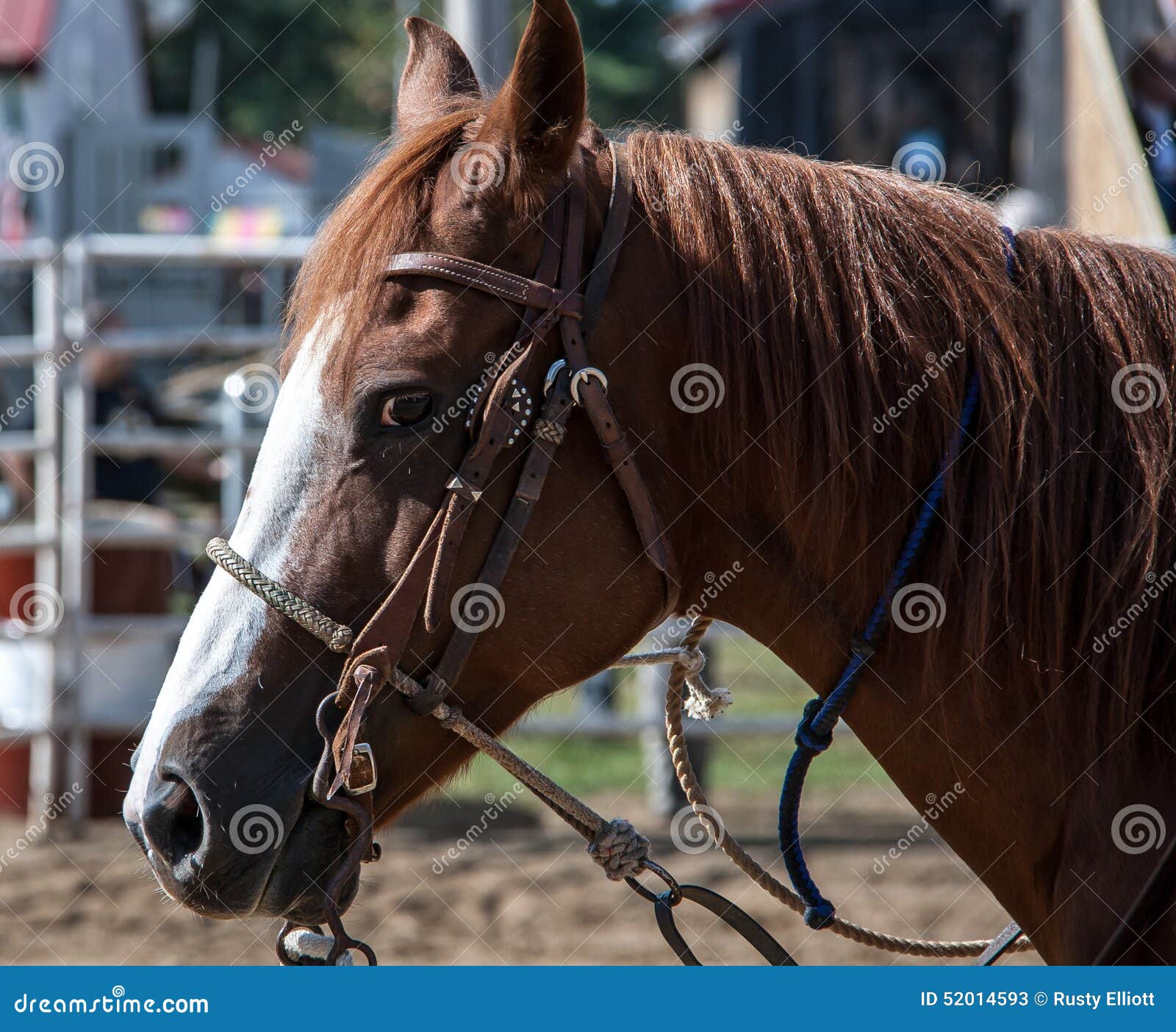 Rodeo horse stock image. Image of stable, equestrian - 52014593