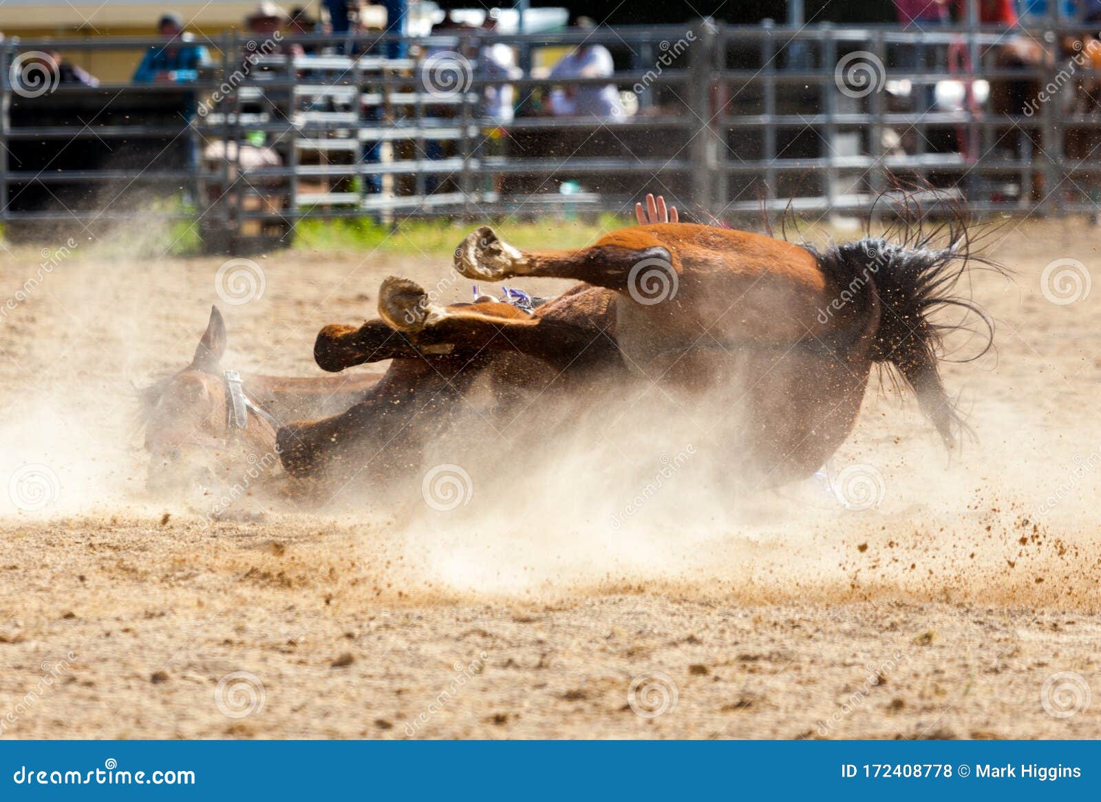 Rodeo an extreme sport stock photo. Image of aggression - 172408778