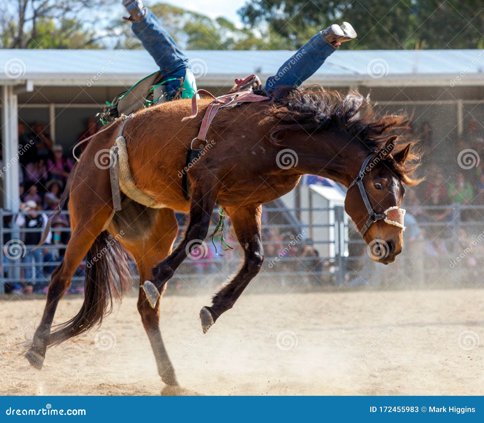 Rodeo an extreme sport stock image. Image of lead, brave - 172455983