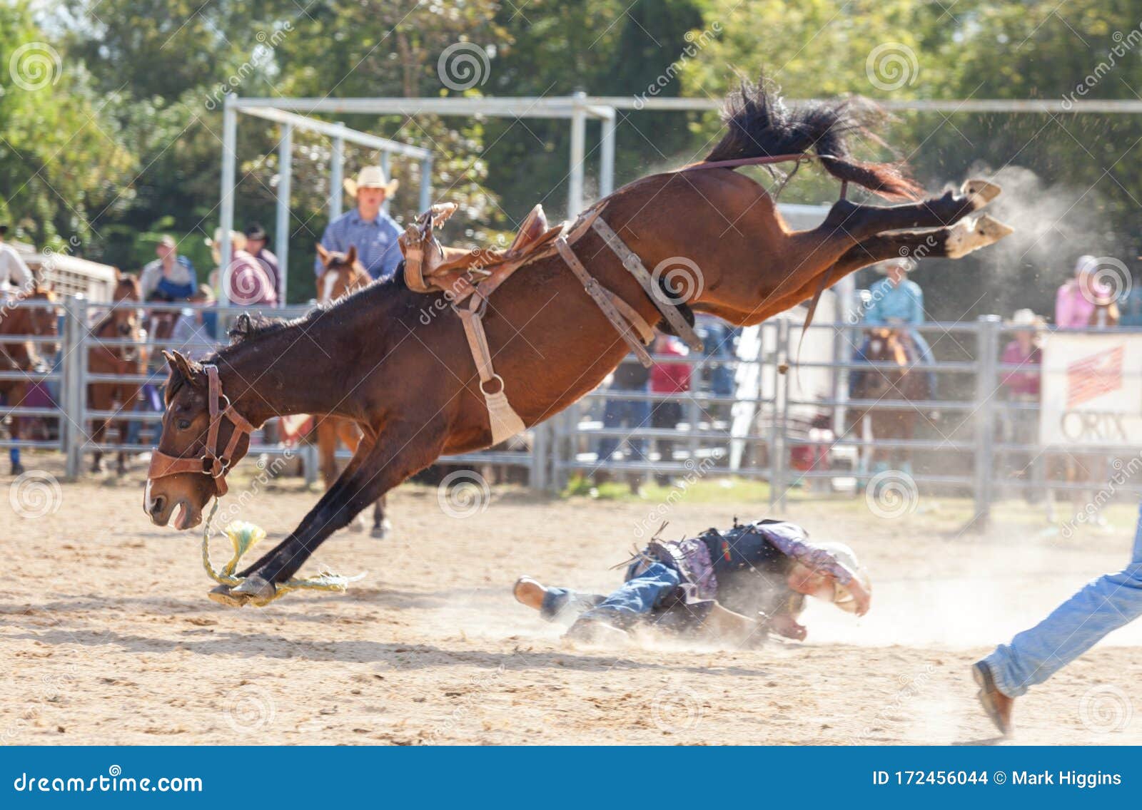 Rodeo an extreme sport stock photo. Image of motion - 172456044