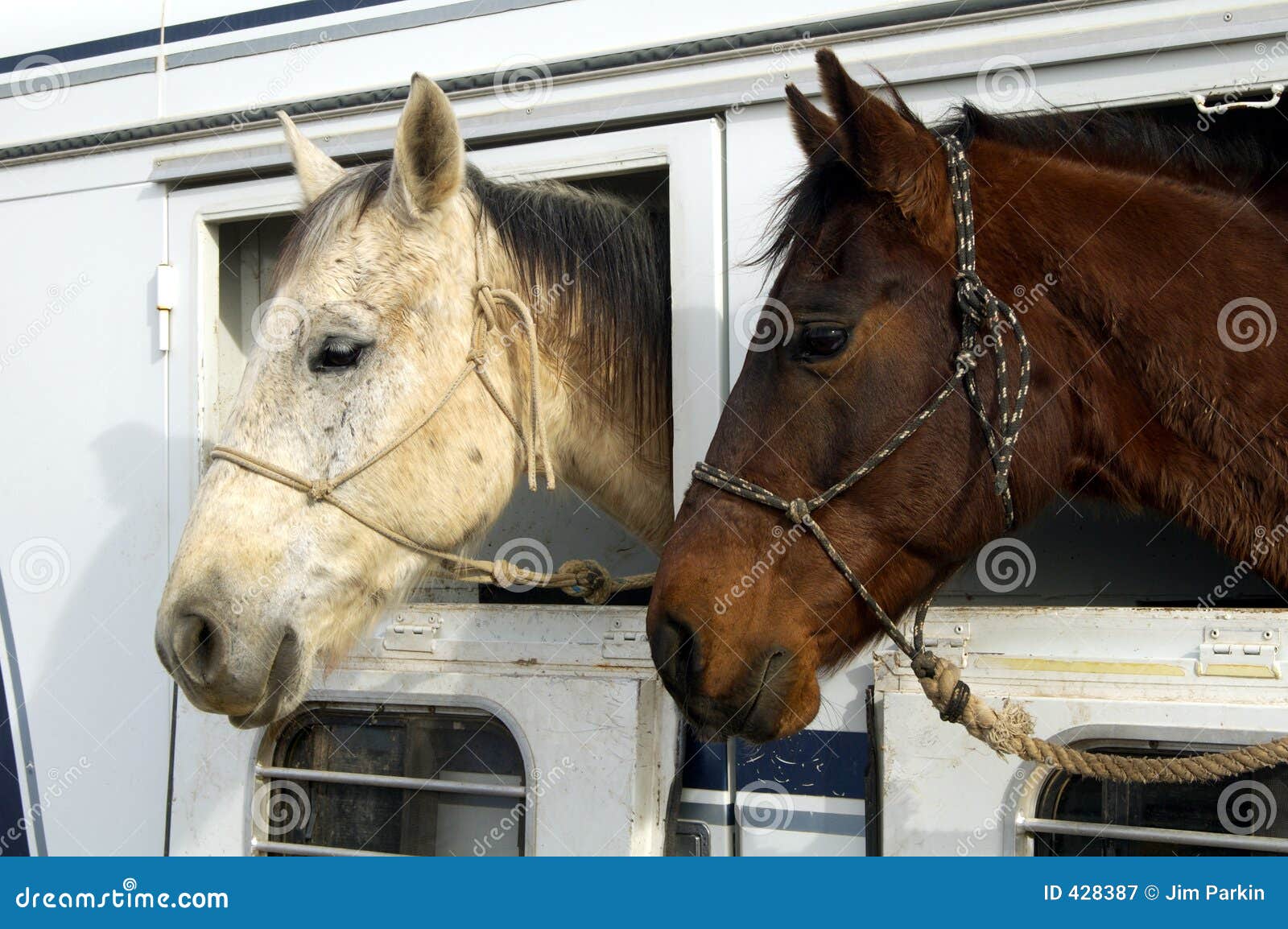 Rodeo Horses stock image. Image of mare, competition, animals - 428387