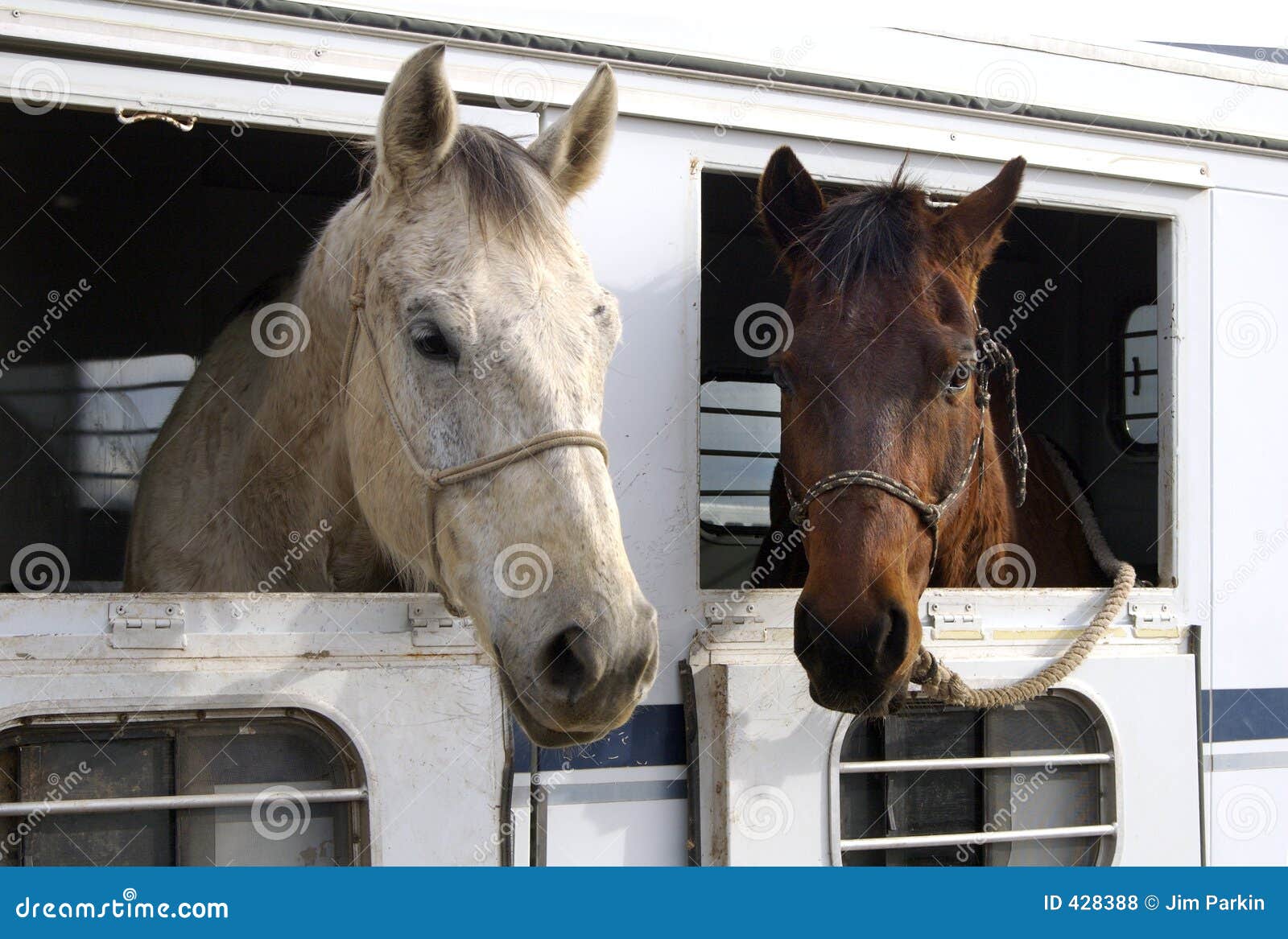 Rodeo Horses stock photo. Image of horses, mare, riding - 428388