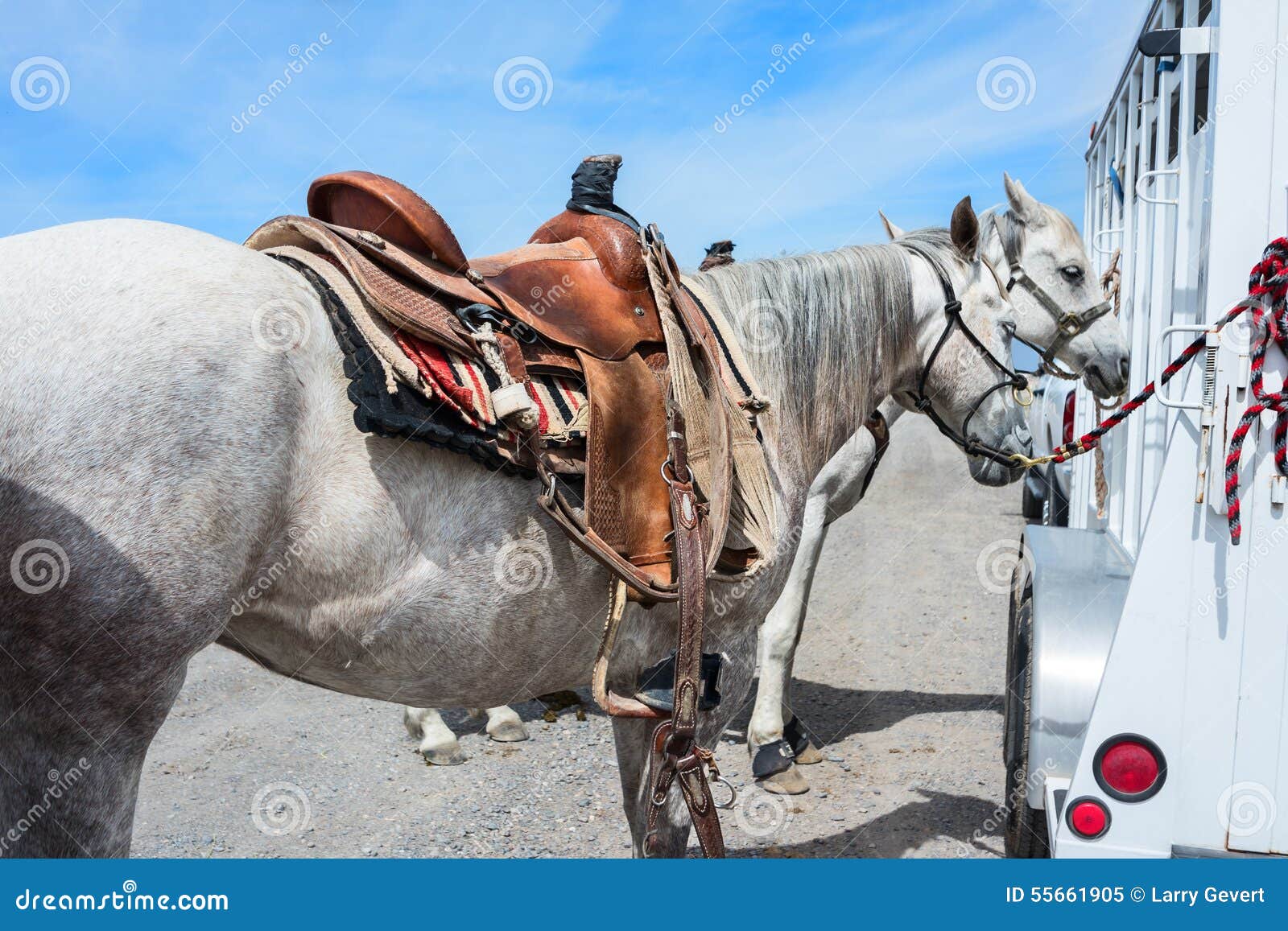 Rodeo horses stock image. Image of animal, equestrian - 55661905