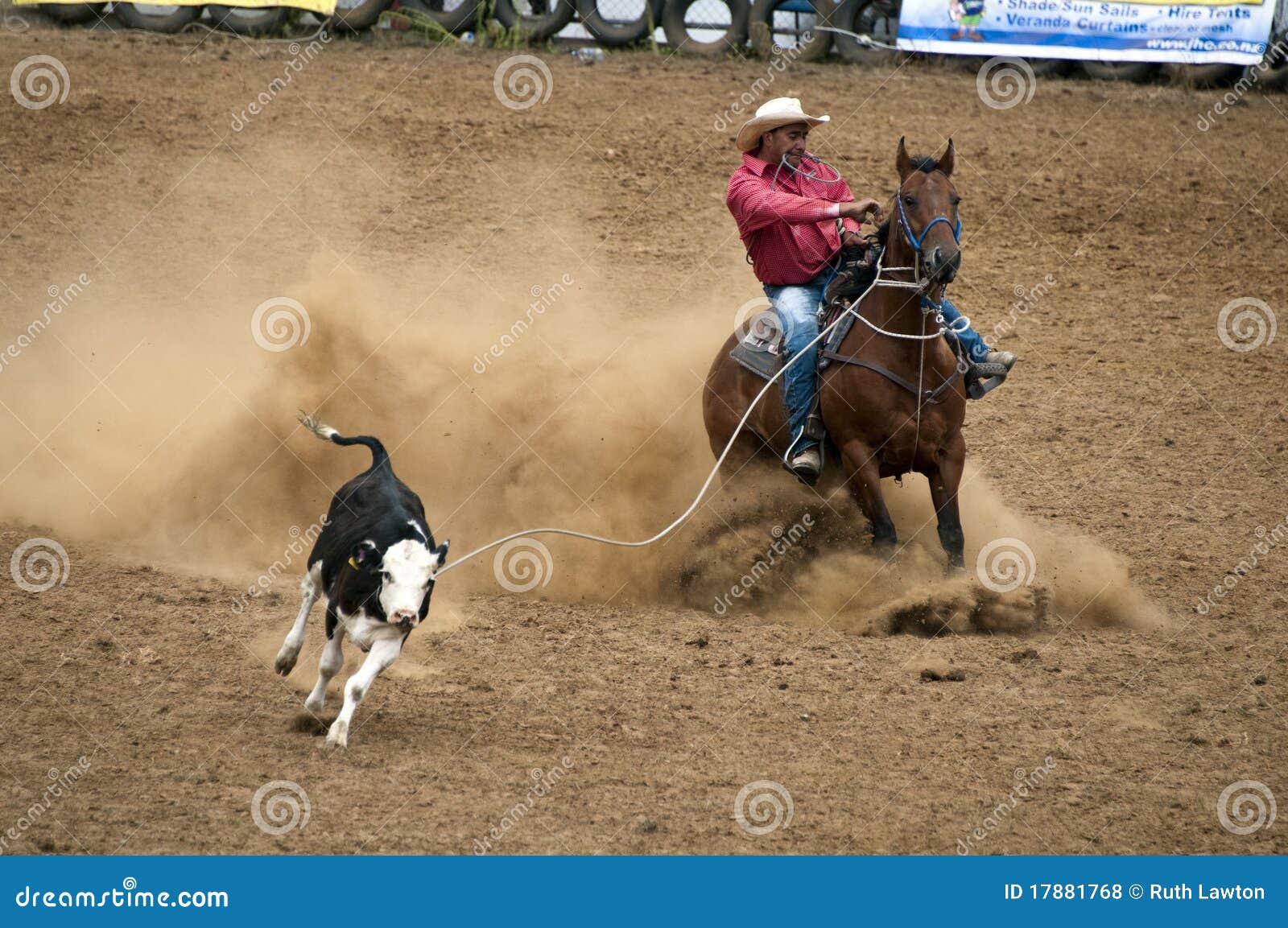 Rodeo Cows