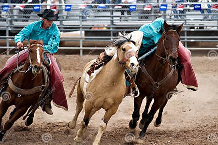 Rodeo pick-up men editorial stock photo. Image of dust - 13292173