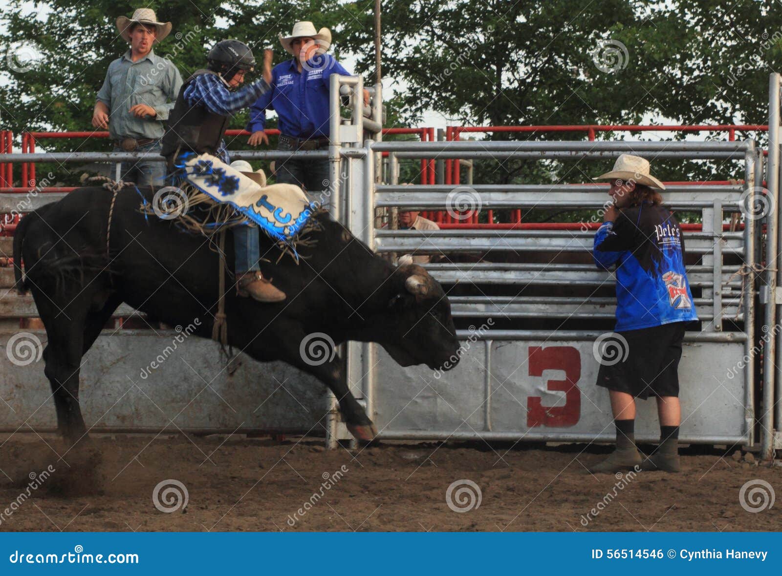 Rodeo rider on black bull editorial photo. Image of rodeo - 56514546
