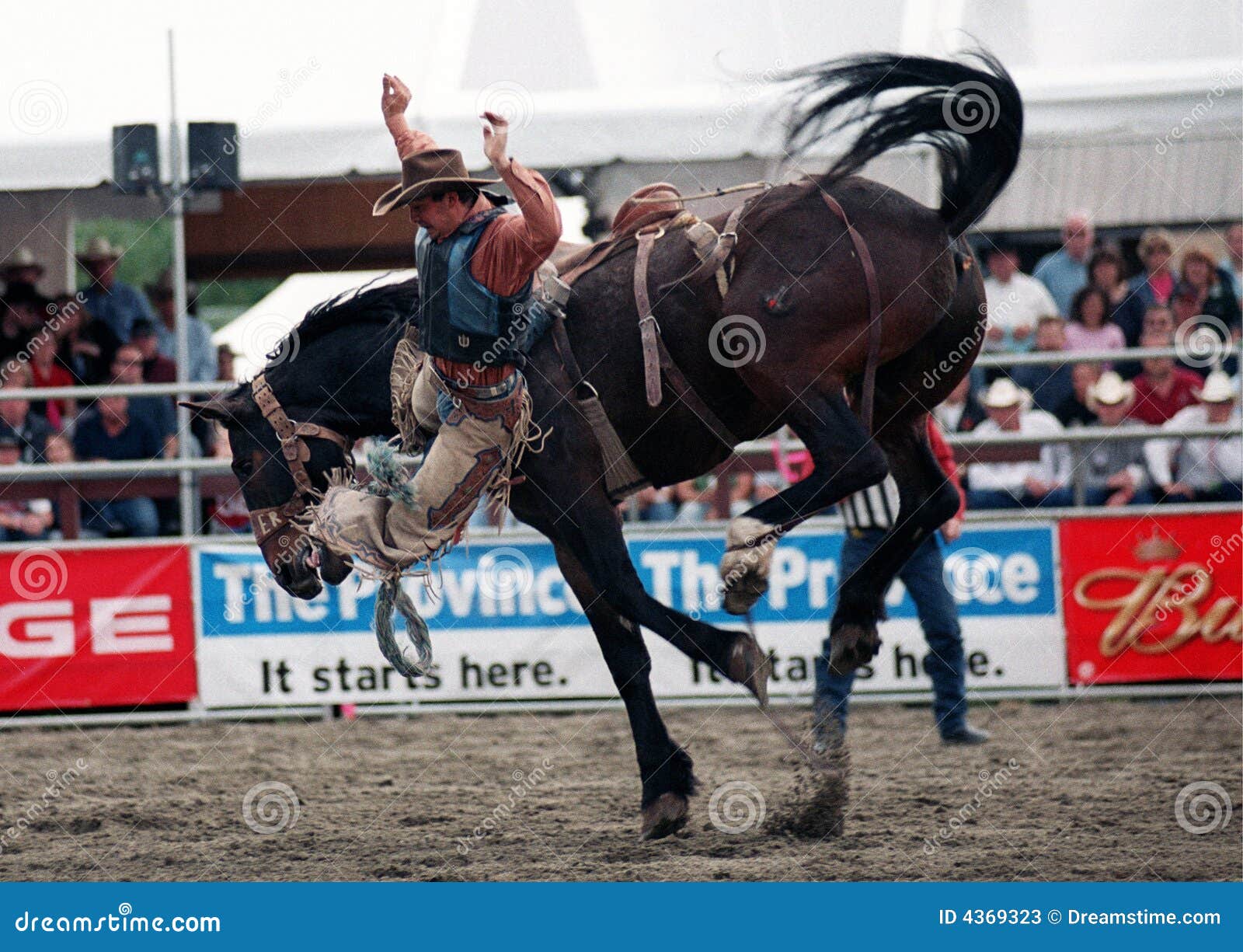 Rodeo: Saddle Bronc editorial stock photo. Image of western - 4369323