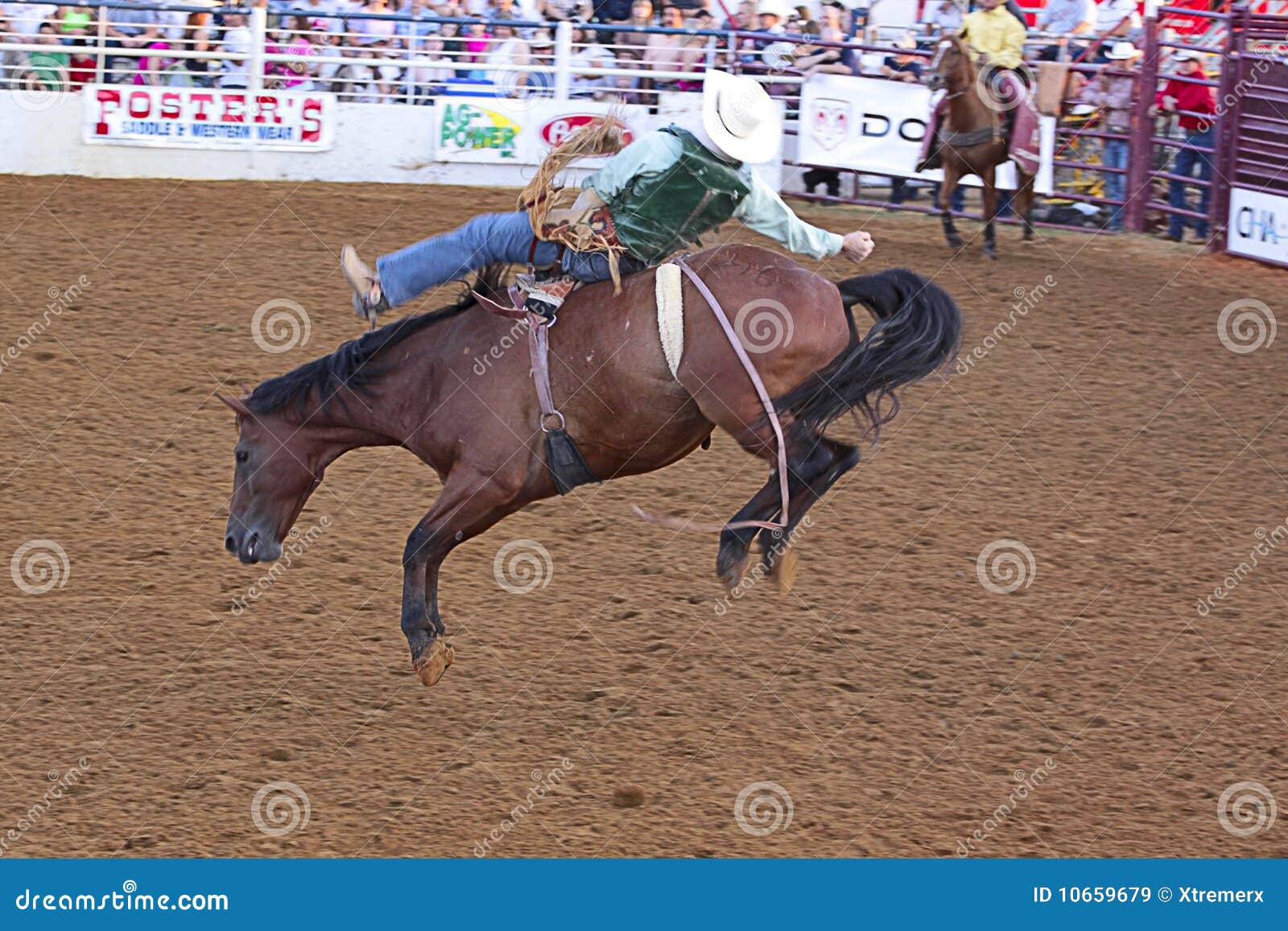 Rodeo scene. editorial stock image. Image of animal, competing - 10659679