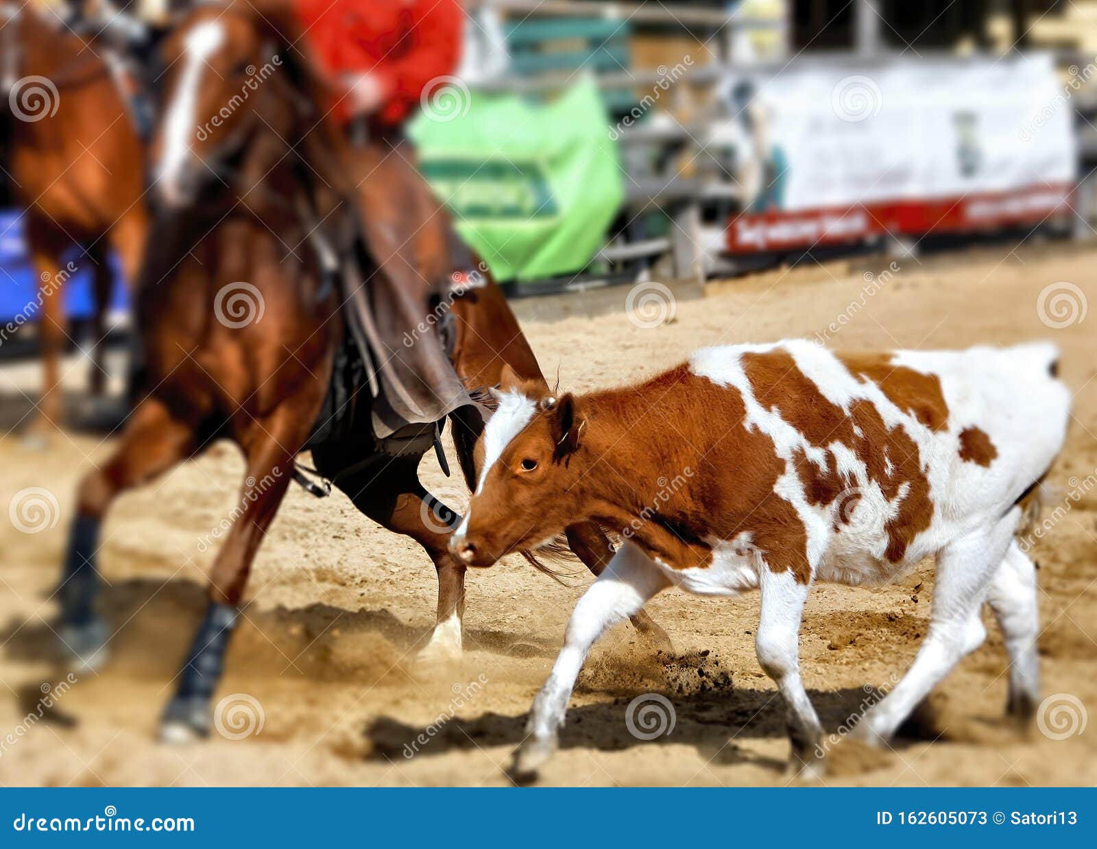 Rodeo Show Showing Steer Roping Stock Image - Image of farmer, field ...
