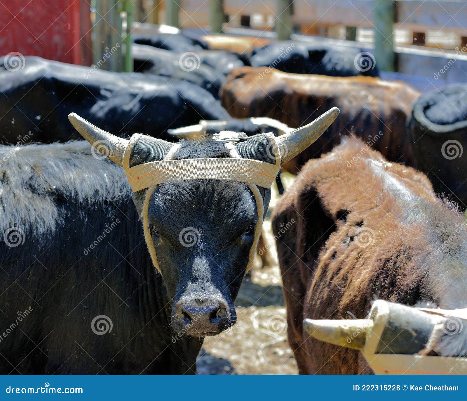 Sport: Rodeo Steer Used in Roping Competition, Wearing Protective ...