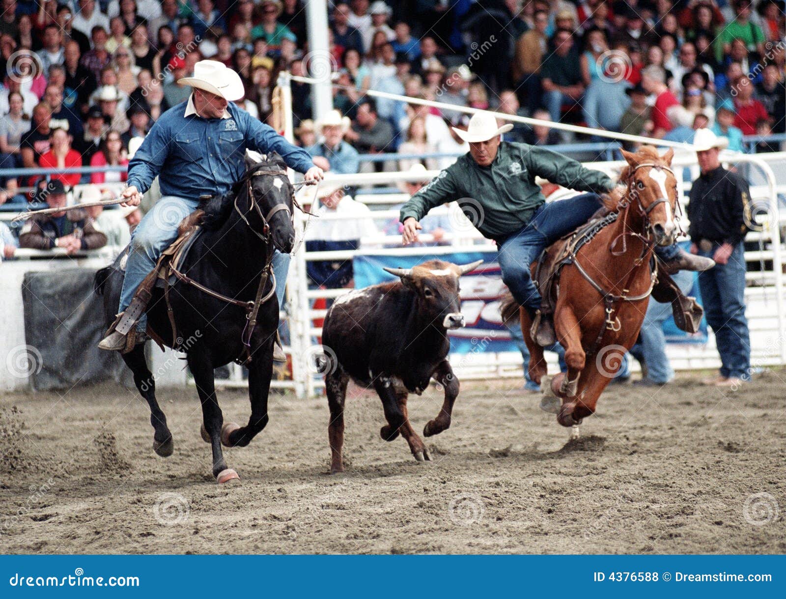 Rodeo: Team Roping editorial stock photo. Image of jeans - 4376588
