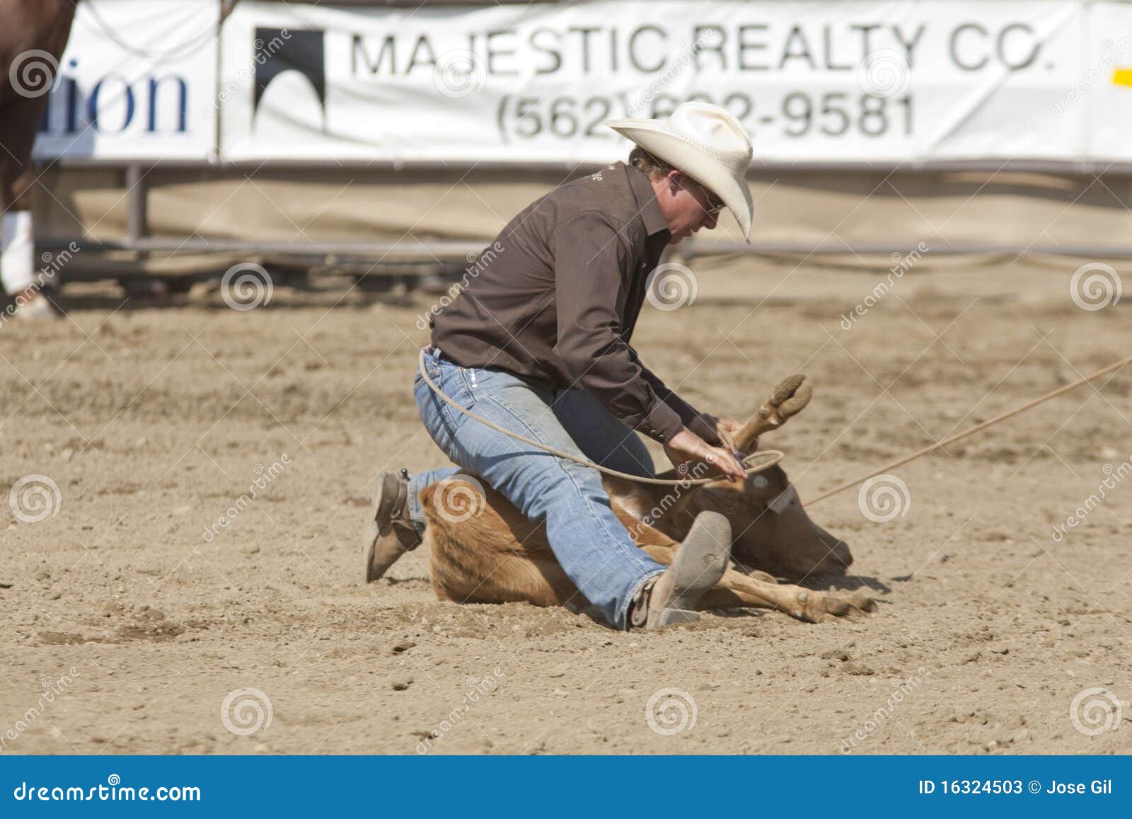Rodeo Tie Down Roping editorial stock photo. Image of athletics - 16324503