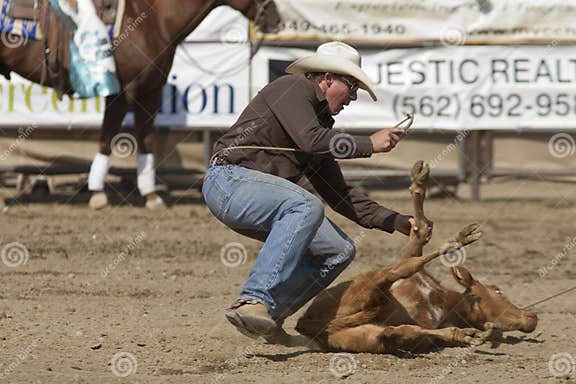 Rodeo Tie Down Roping editorial stock image. Image of competition ...