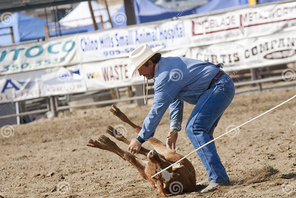 Rodeo Tie Down Roping editorial image. Image of calf - 16553580