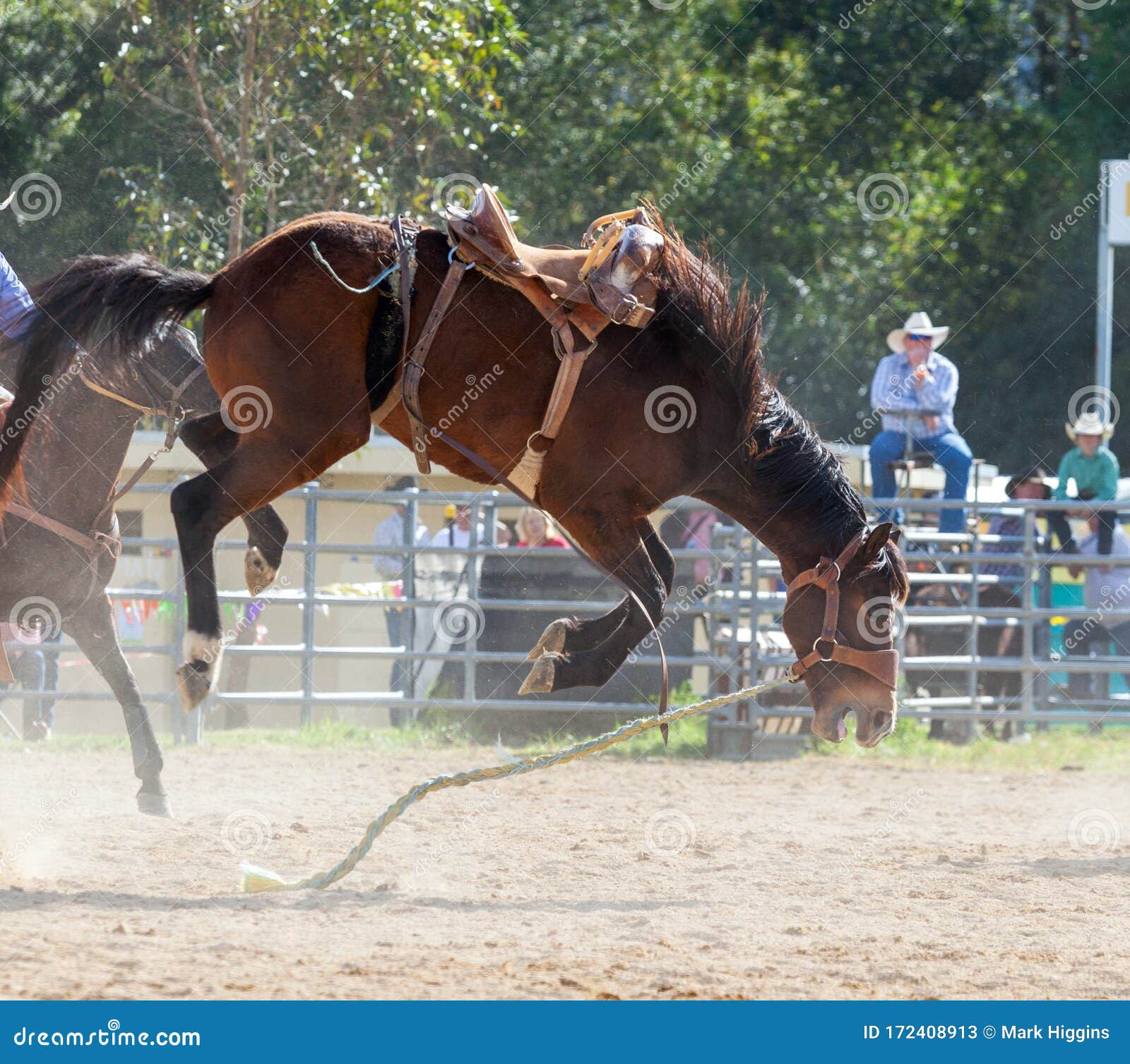 Rodeo un deporte extremo imagen de archivo. Imagen de ganado - 172408913