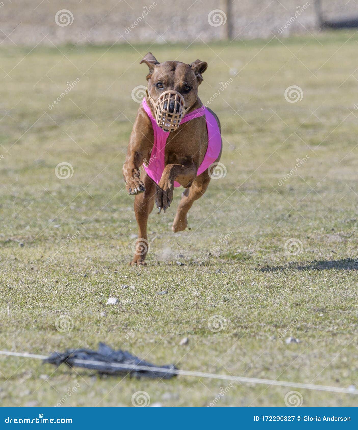 Rhodesian Ridgeback Dog Chasing a Lure Stock Image - Image of brown ...