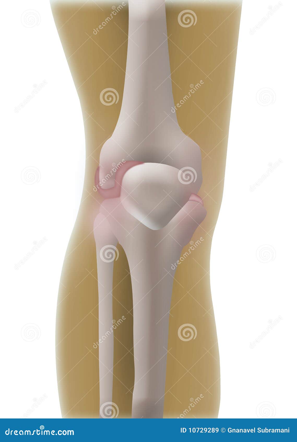 Rodilla del hueso stock de ilustración. Ilustración de conectado - 10729289