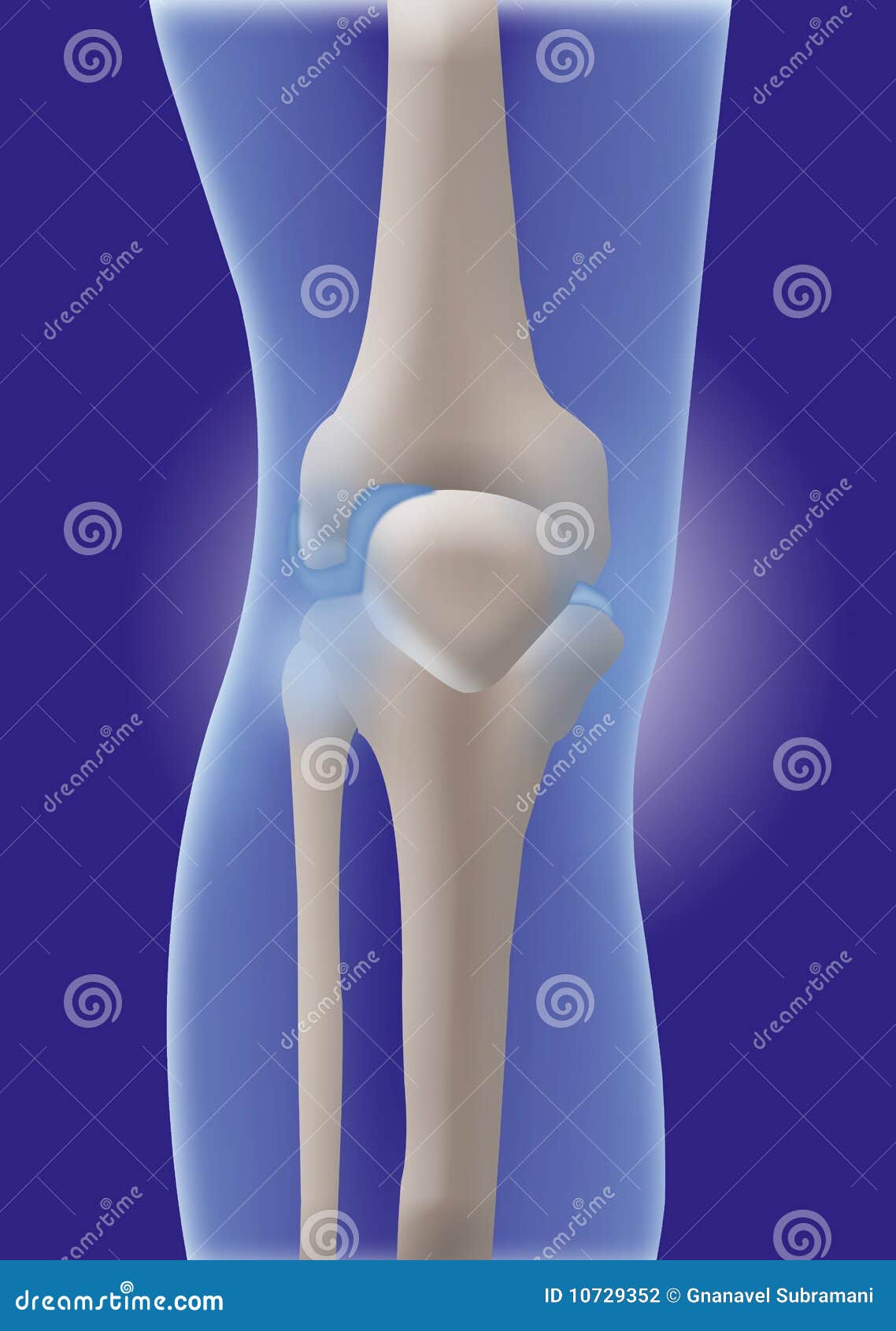 Rodilla del hueso stock de ilustración. Ilustración de peroné - 10729352