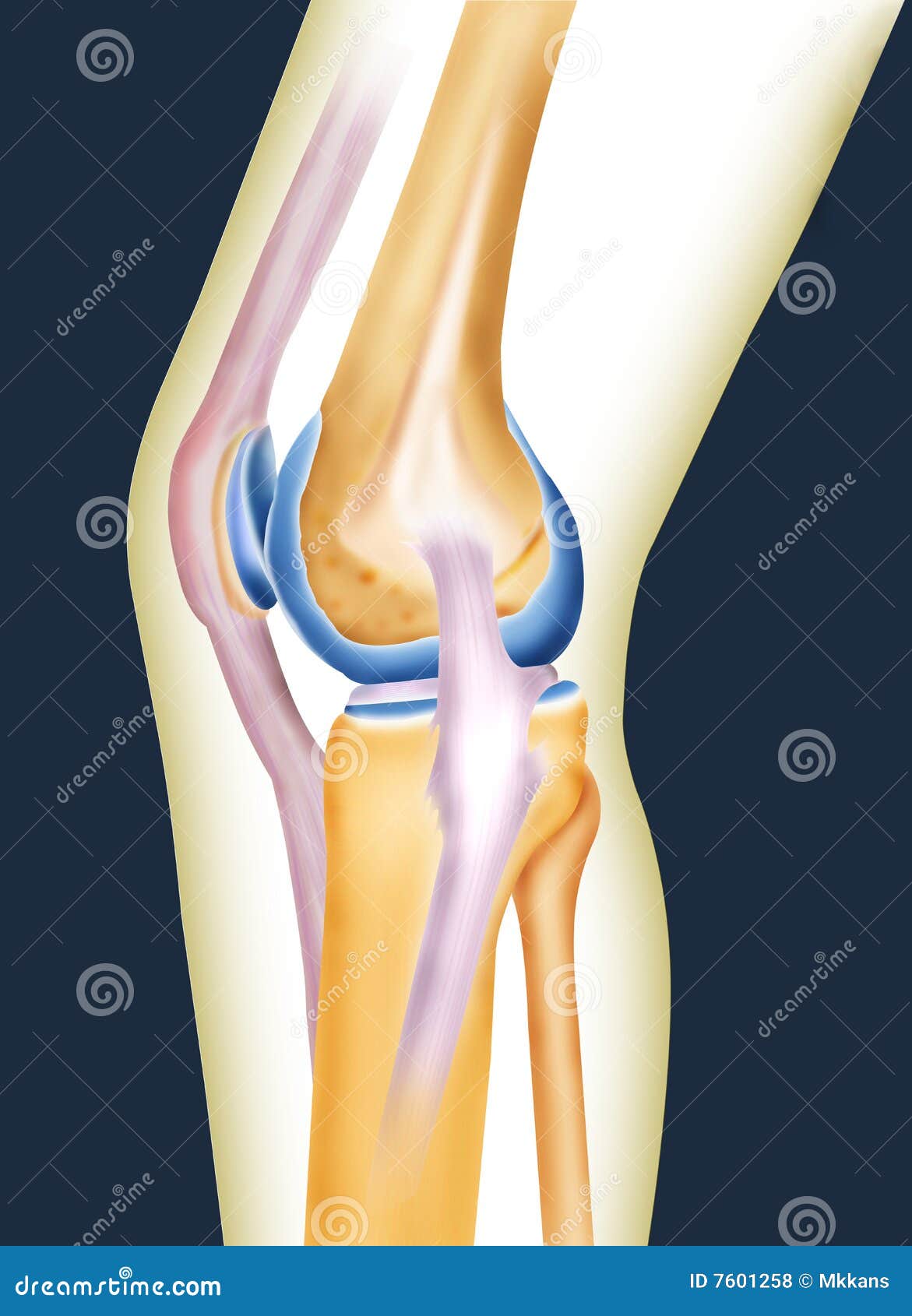 Rodilla del hueso stock de ilustración. Ilustración de hueso - 7601258