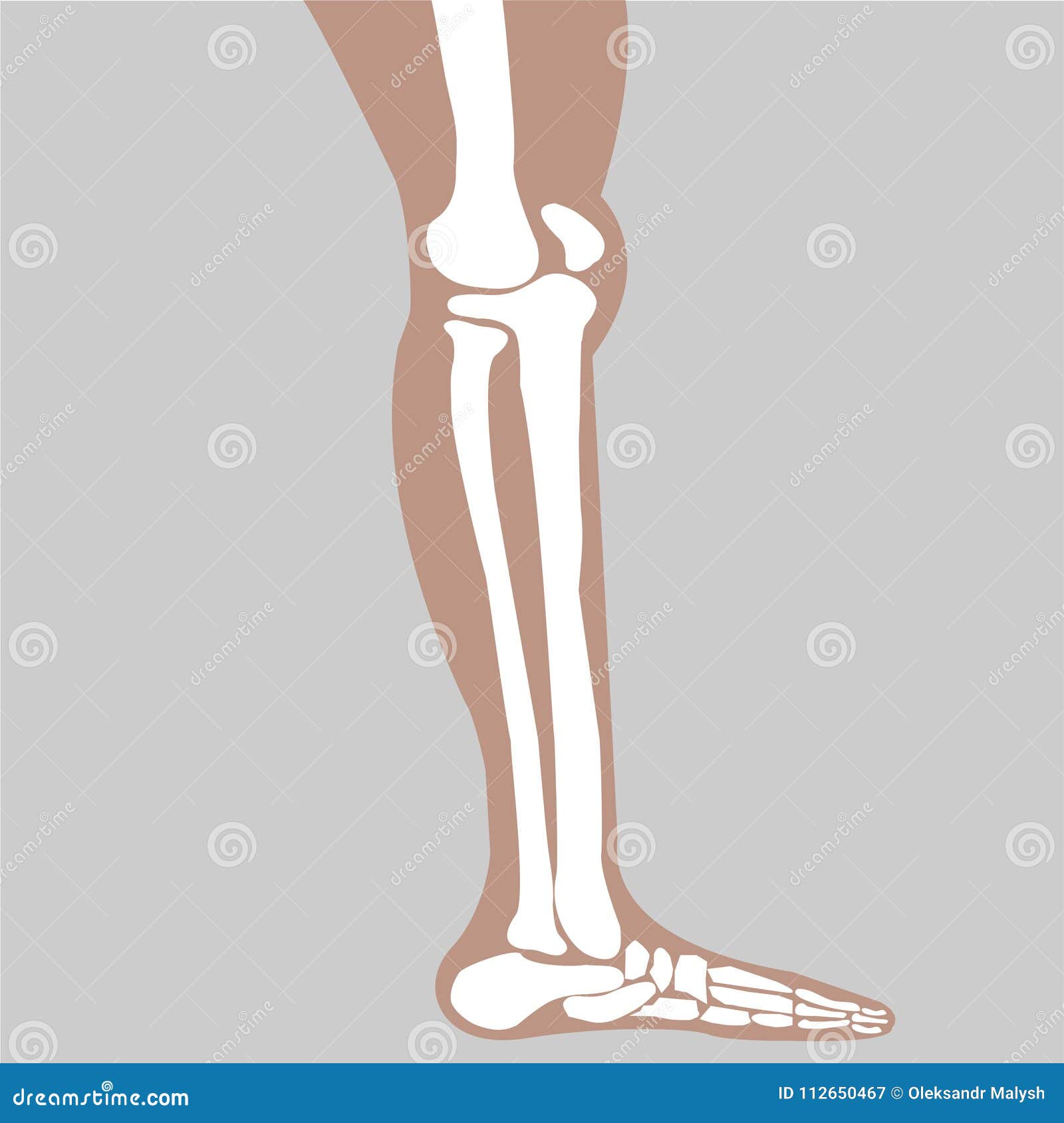 Rodilla Del Ser Humano Del Vector Ilustración del Vector - Ilustración ...