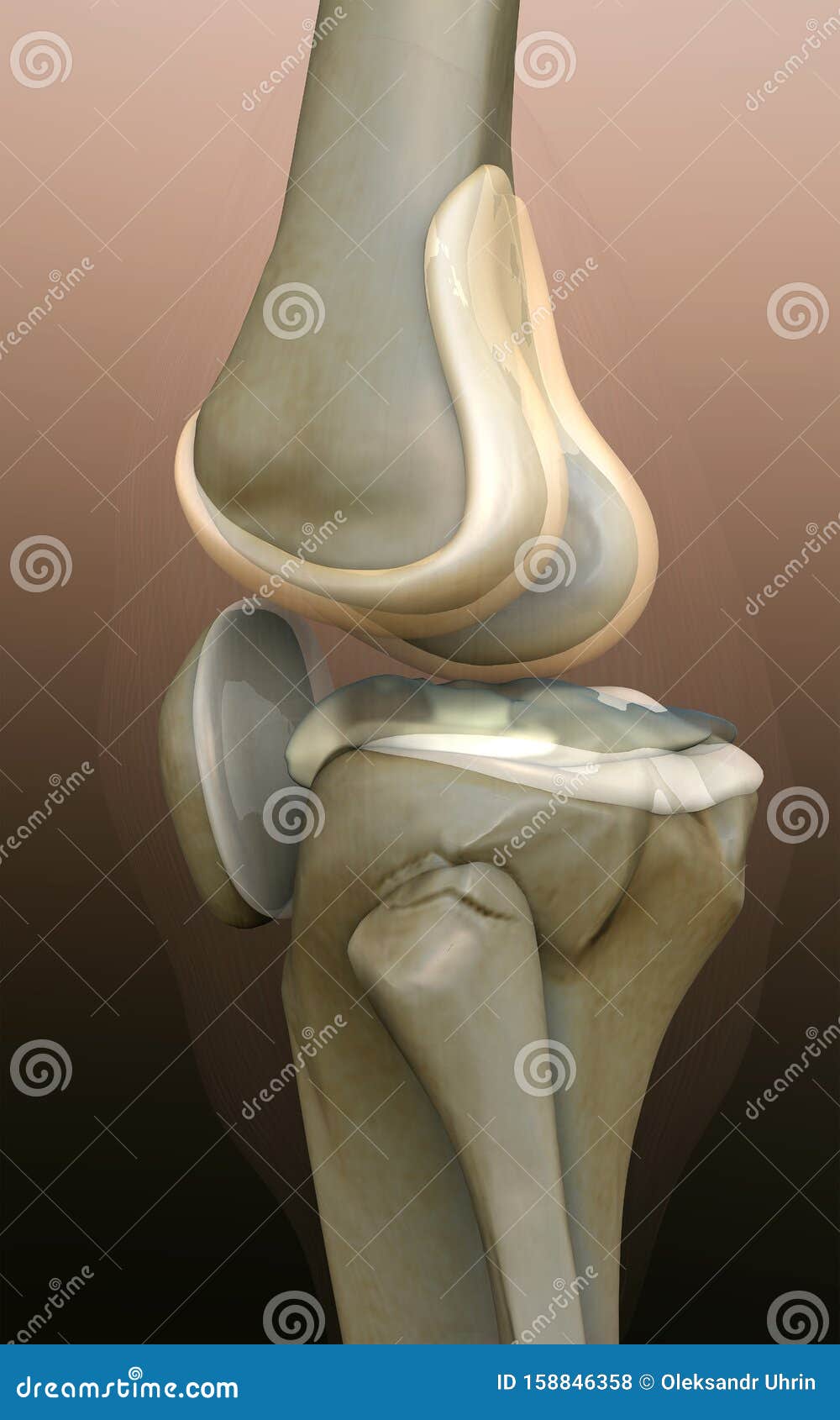 Rodilla humana, rodilla stock de ilustración. Ilustración de listo ...