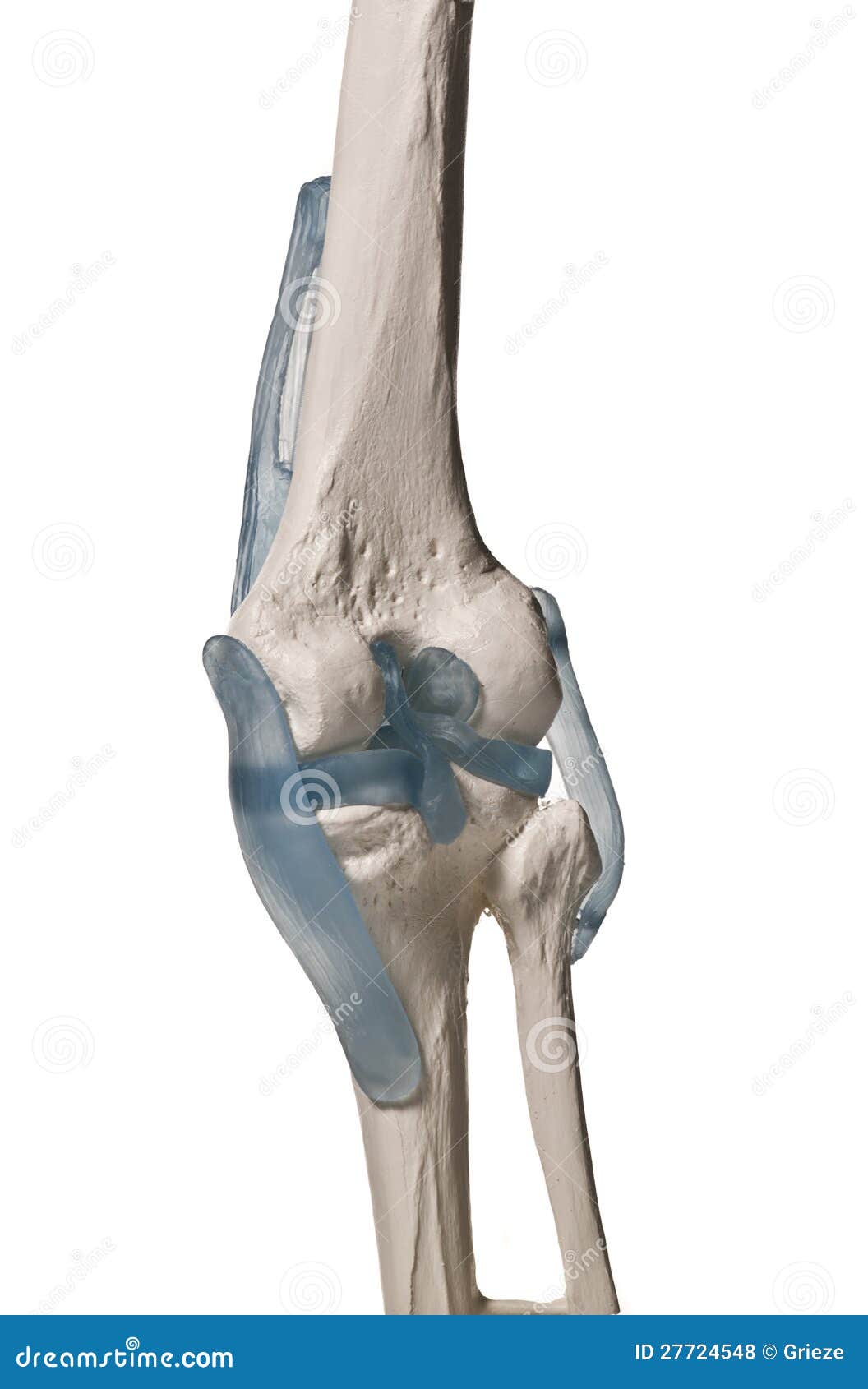 Rodilla humana foto de archivo. Imagen de adentro, primer - 27724548