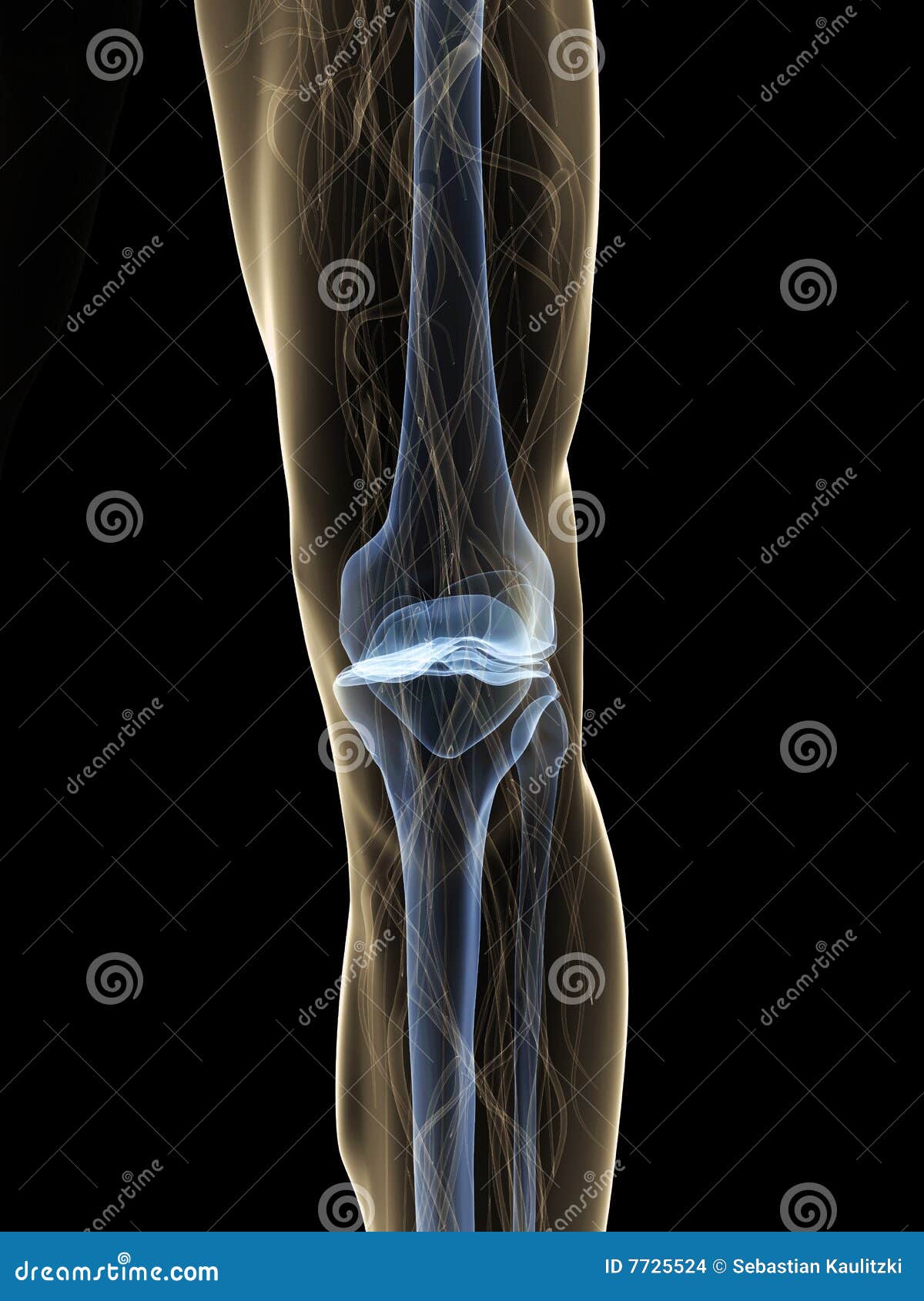 Rodilla humana stock de ilustración. Ilustración de médico - 7725524