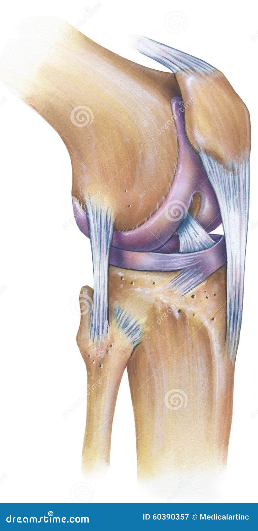 3,249 Anatomía Humana De La Rodilla Fotos de stock - Fotos libres de ...