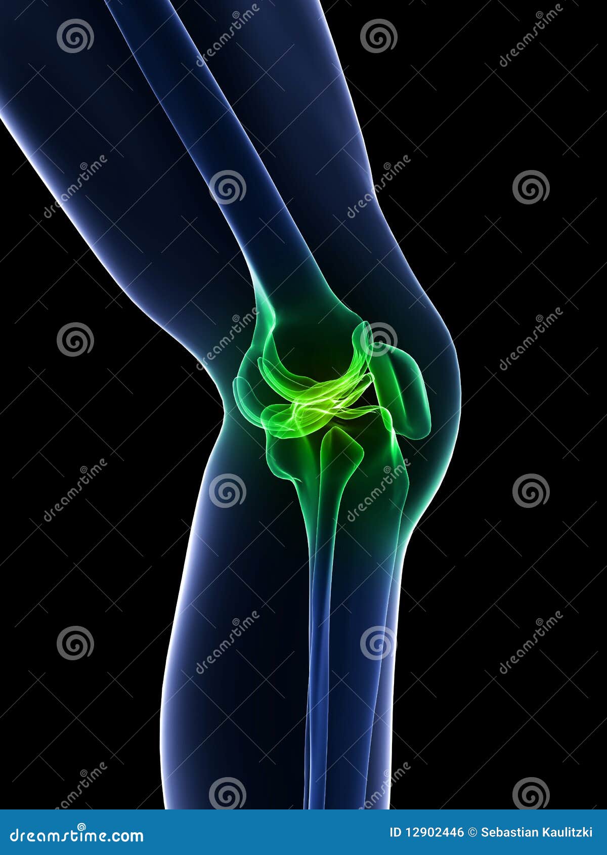 Rodilla sana stock de ilustración. Ilustración de rodilla - 12902446