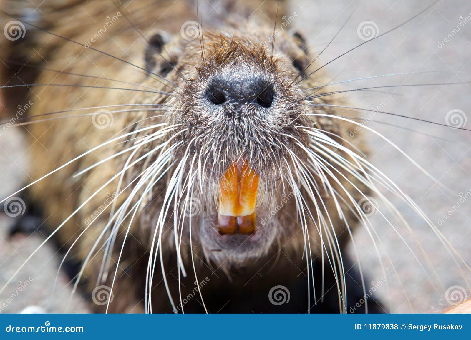 Roditore fotografia stock. Immagine di pelliccia, naso - 11879838