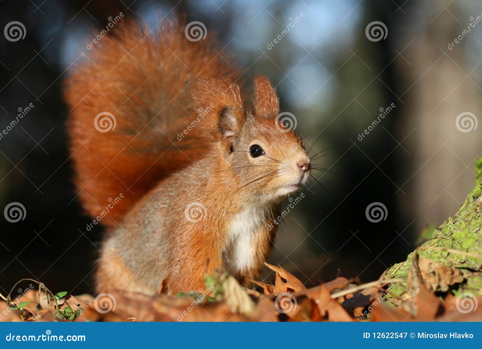 Roditore dolce immagine stock. Immagine di mammifero - 12622547