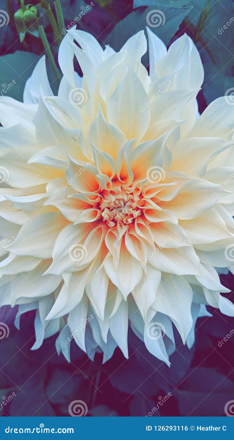 Rodnar arkivfoto. Bild av rodnar, blodsugare, bröllop - 126293116