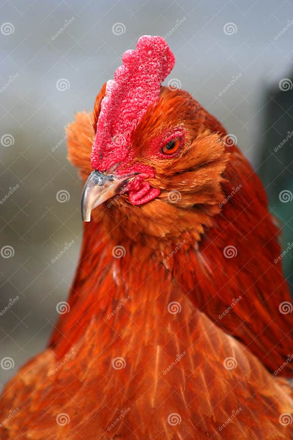 Rodney Howard Brown 2 foto de archivo. Imagen de pollo - 2061452