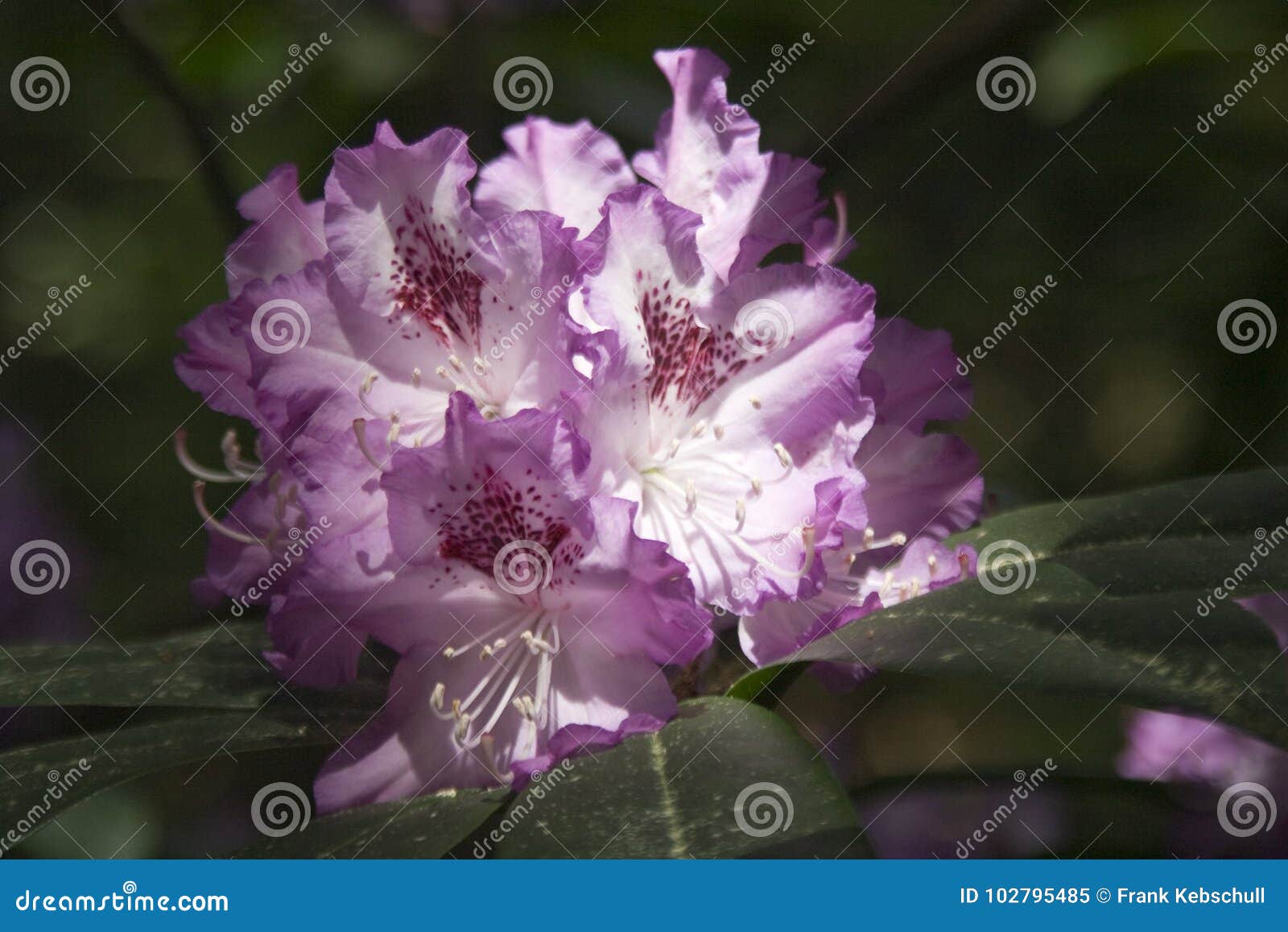 Rododendro imagen de archivo. Imagen de resorte, proyector - 102795485