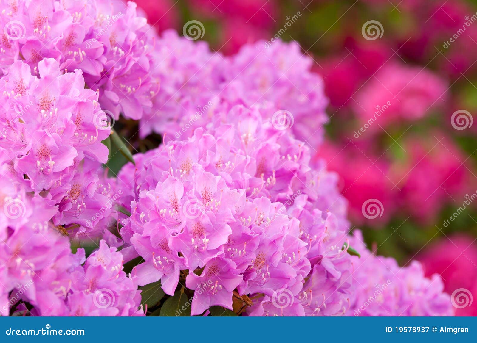 Rododendro imagen de archivo. Imagen de hojas, fresco - 19578937