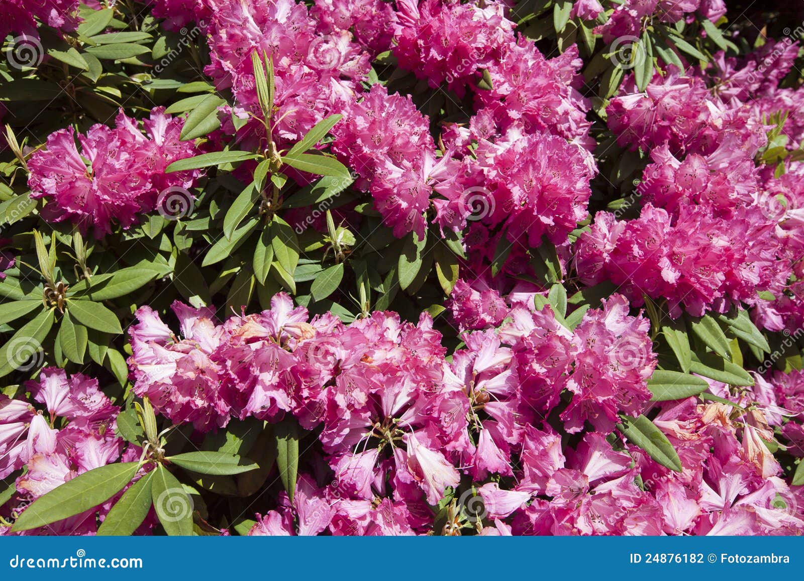 Rododendro fotografia stock. Immagine di verde, fioritura - 24876182
