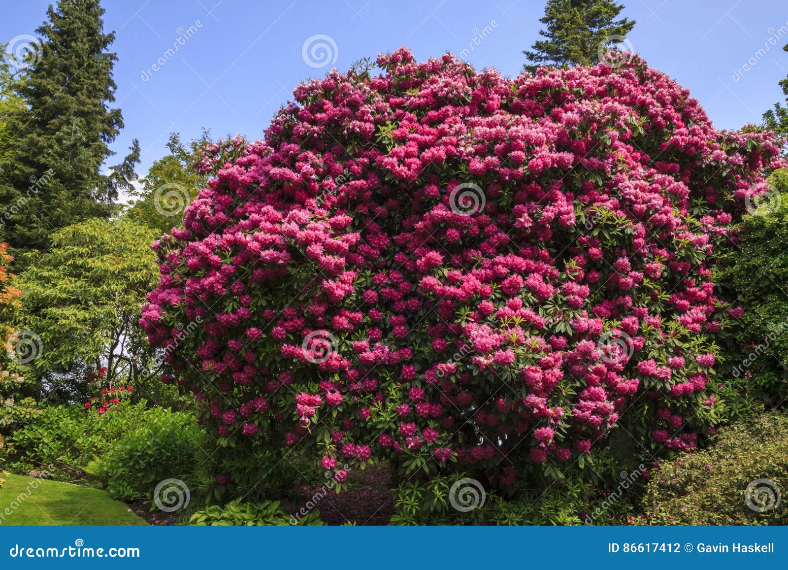 Rododendro foto de archivo. Imagen de floraciones, flores - 86617412
