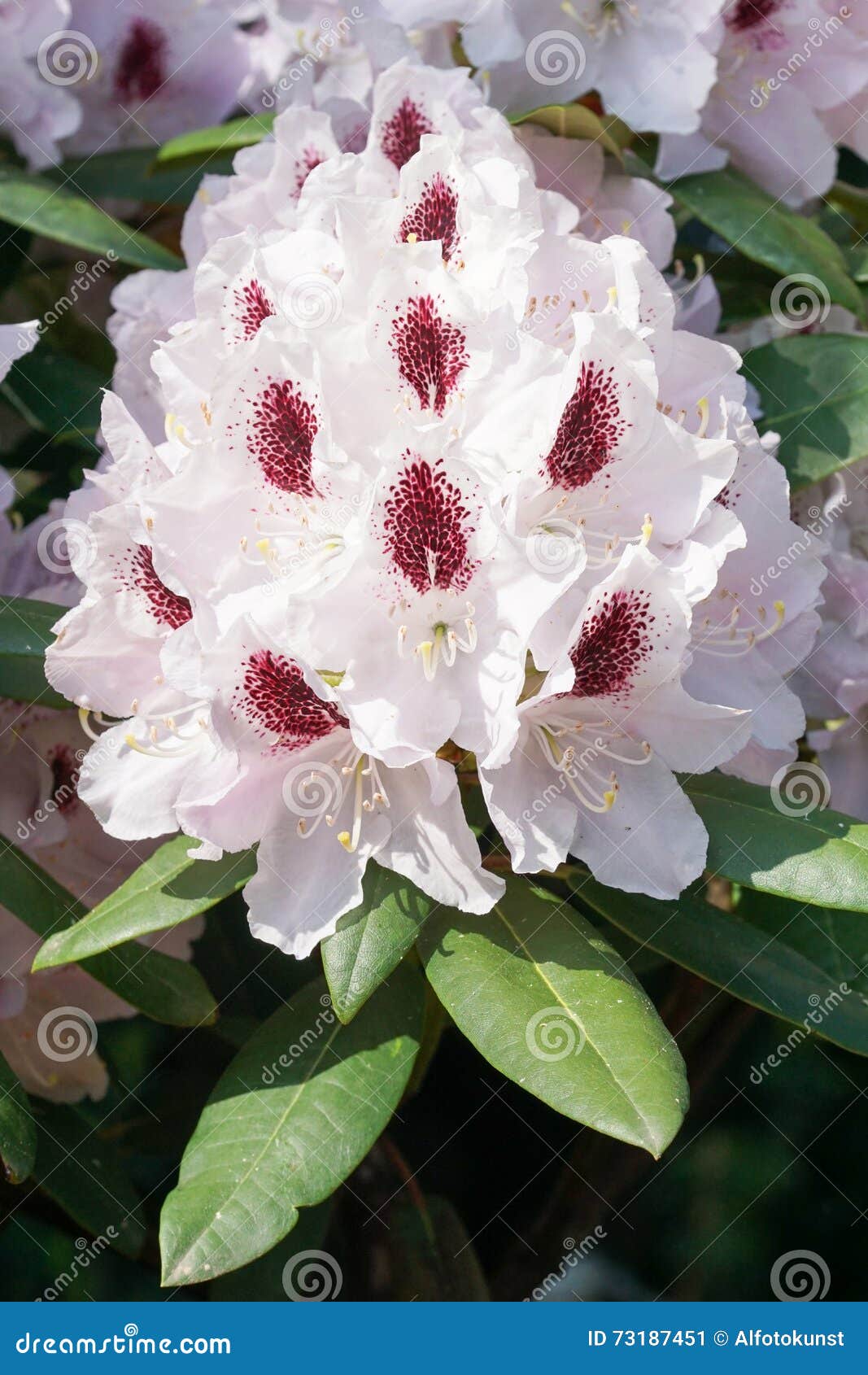 Rododendro Calsap imagen de archivo. Imagen de arbusto - 73187451