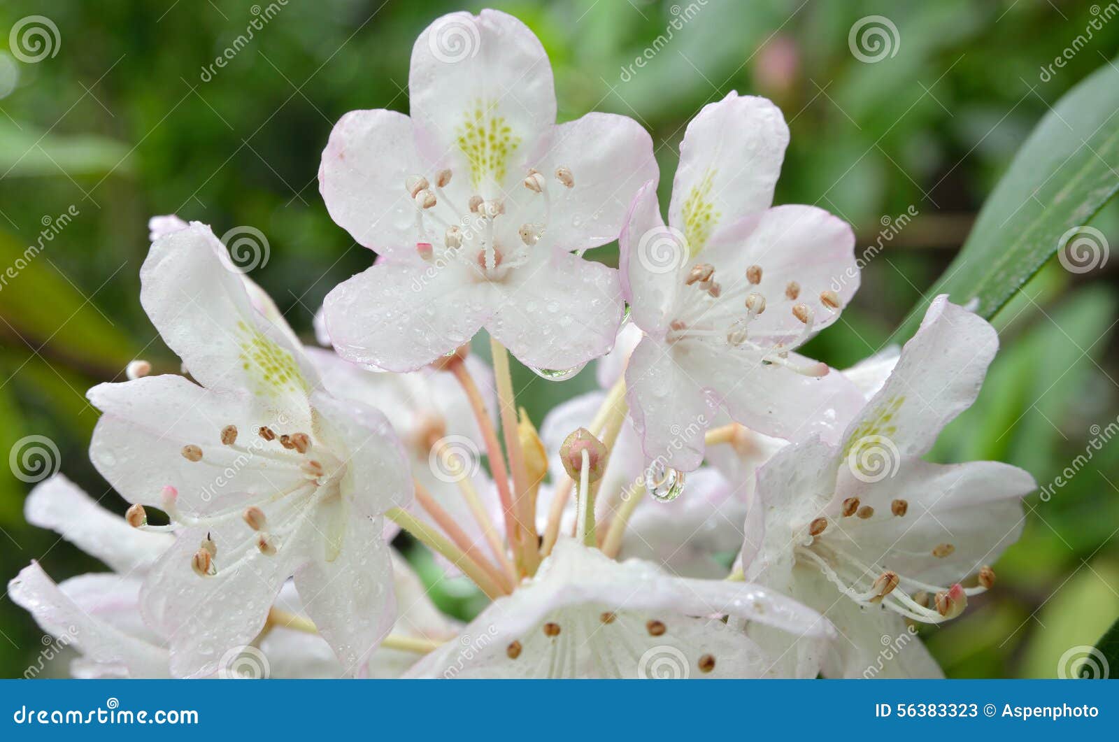 Rododendro, Flor De Estado De Virginia Occidental Imagen de archivo ...