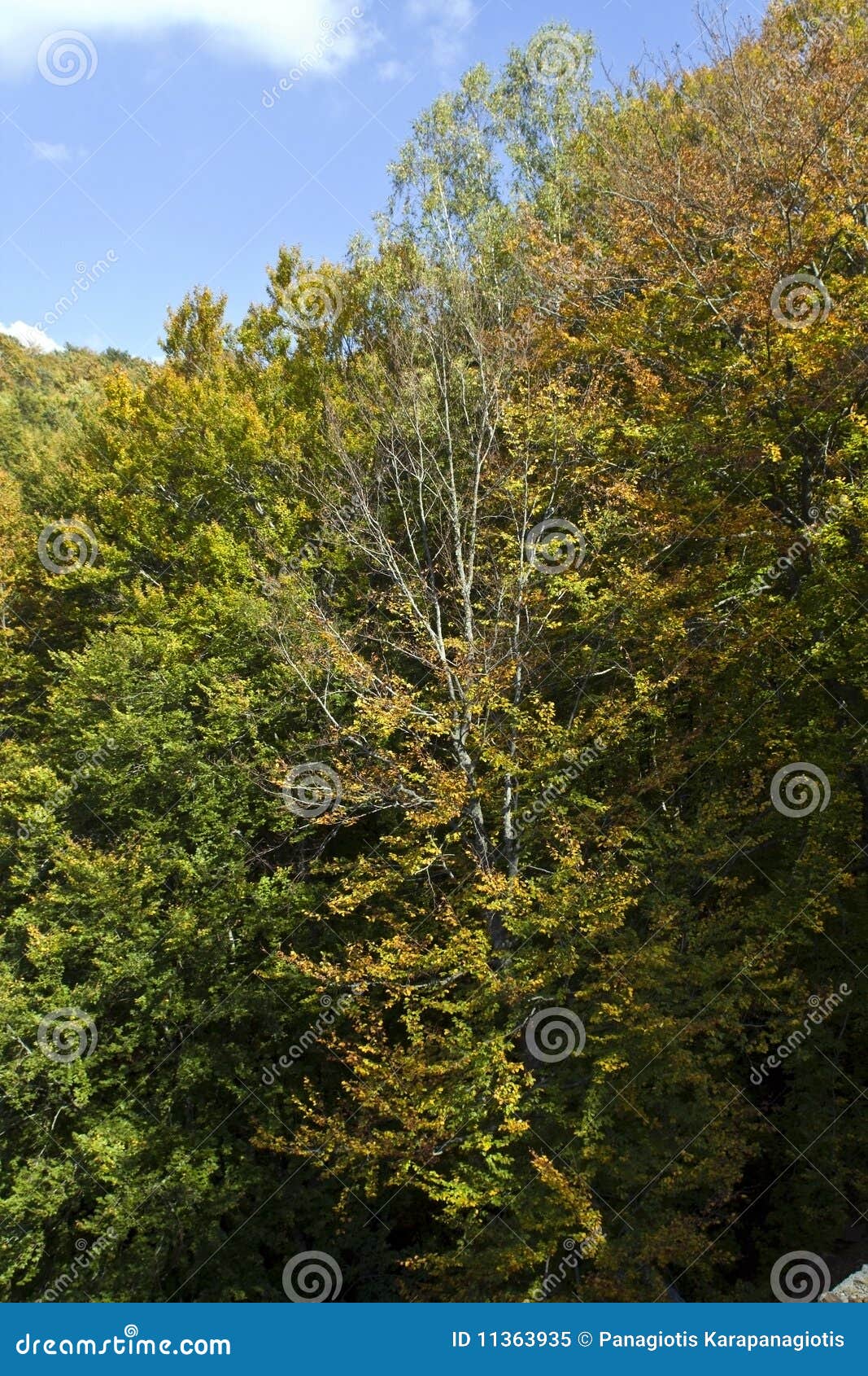 Rodopi Mountain Forest in Greece Stock Image - Image of dense, fall ...