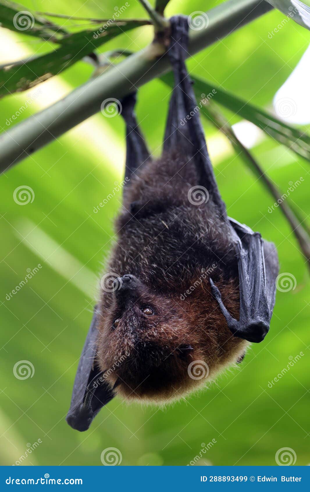 The Rodrigues Flying Fox or Rodrigues Fruit Bat Stock Image - Image of ...