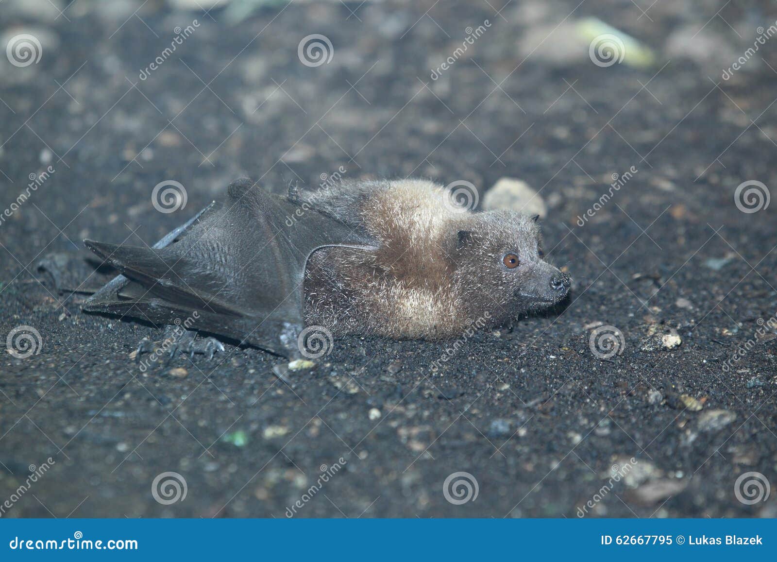 Rodrigues flying fox stock image. Image of soil, flying - 62667795