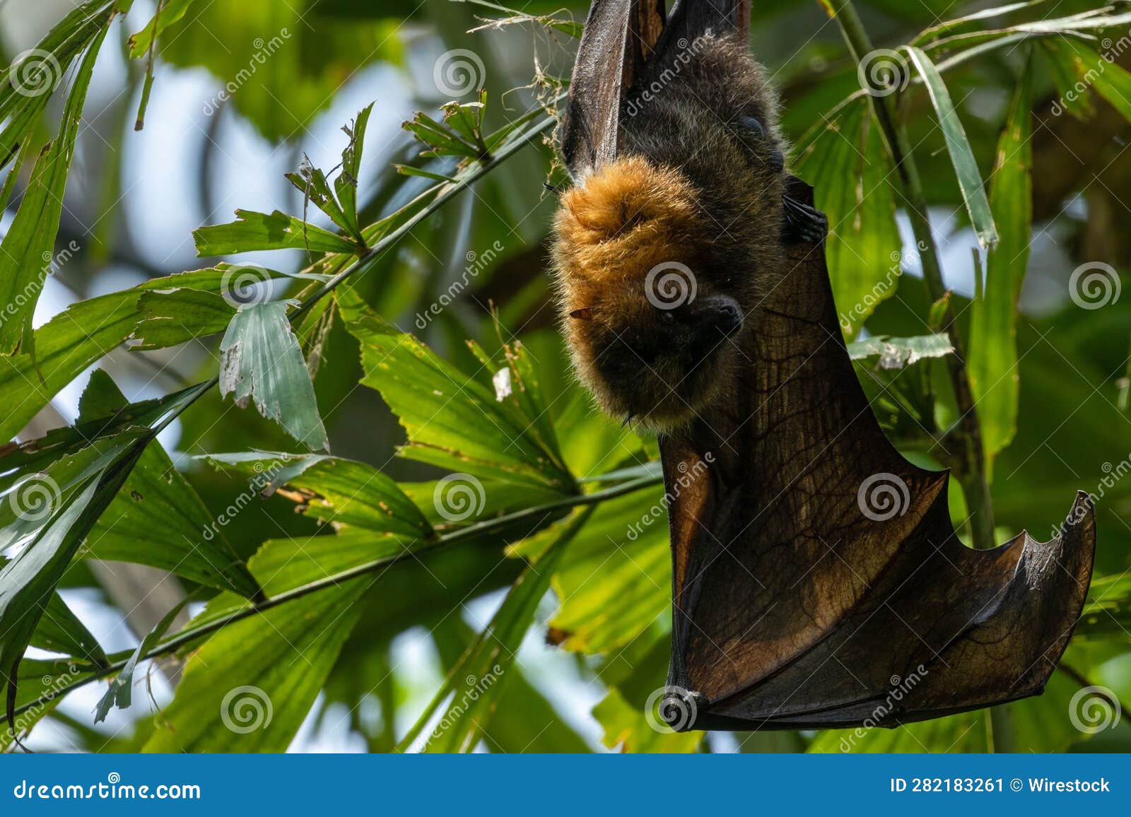 Rodrigues Fruit Bat (Pteropus Rodricensis) Hanging from a Branch Stock ...