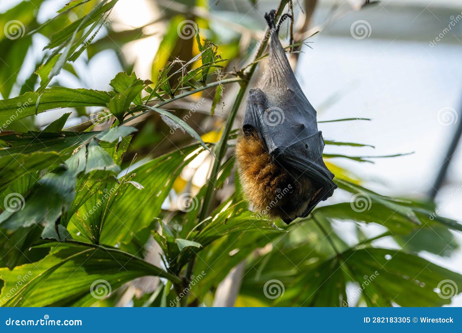 Rodrigues Fruit Bat (Pteropus Rodricensis) Hanging from a Branch Stock ...