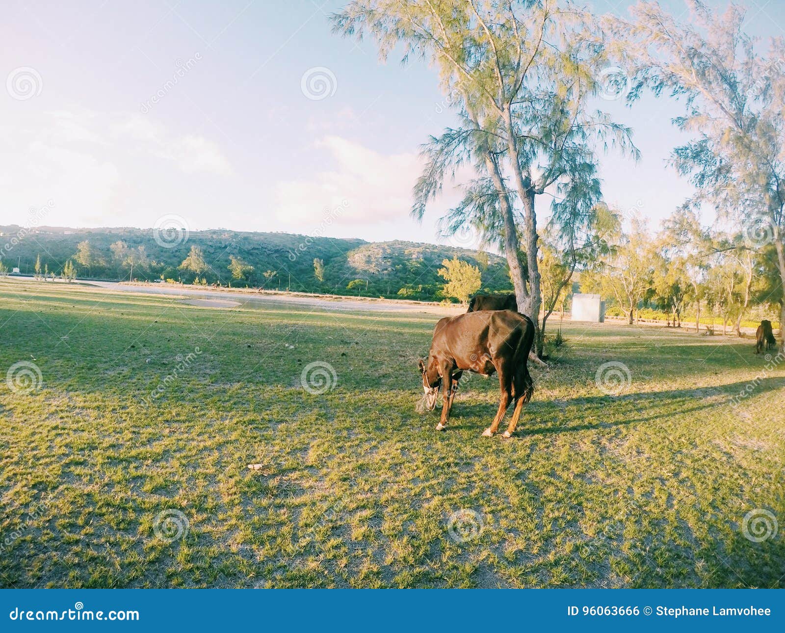 Rodrigues Island, Indian Ocean Stock Photo - Image of beautiful ...