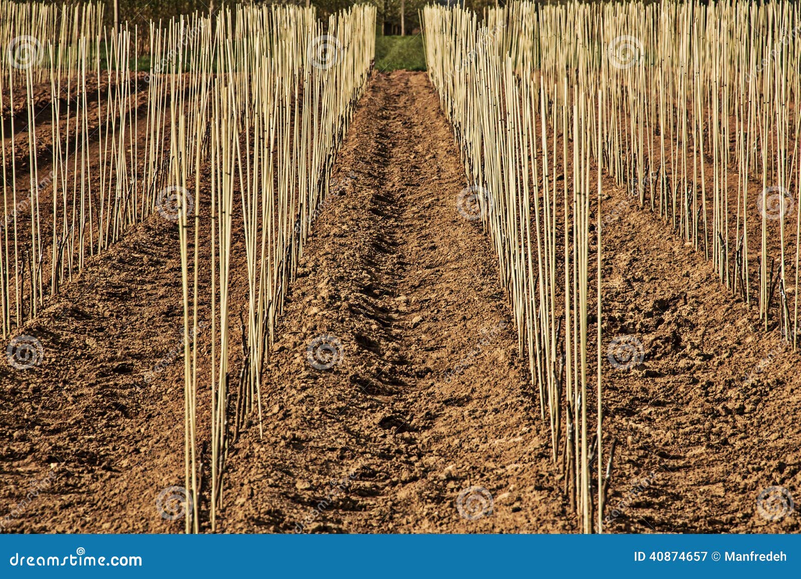 Rods stock image. Image of spring, agronomy, farming - 40874657