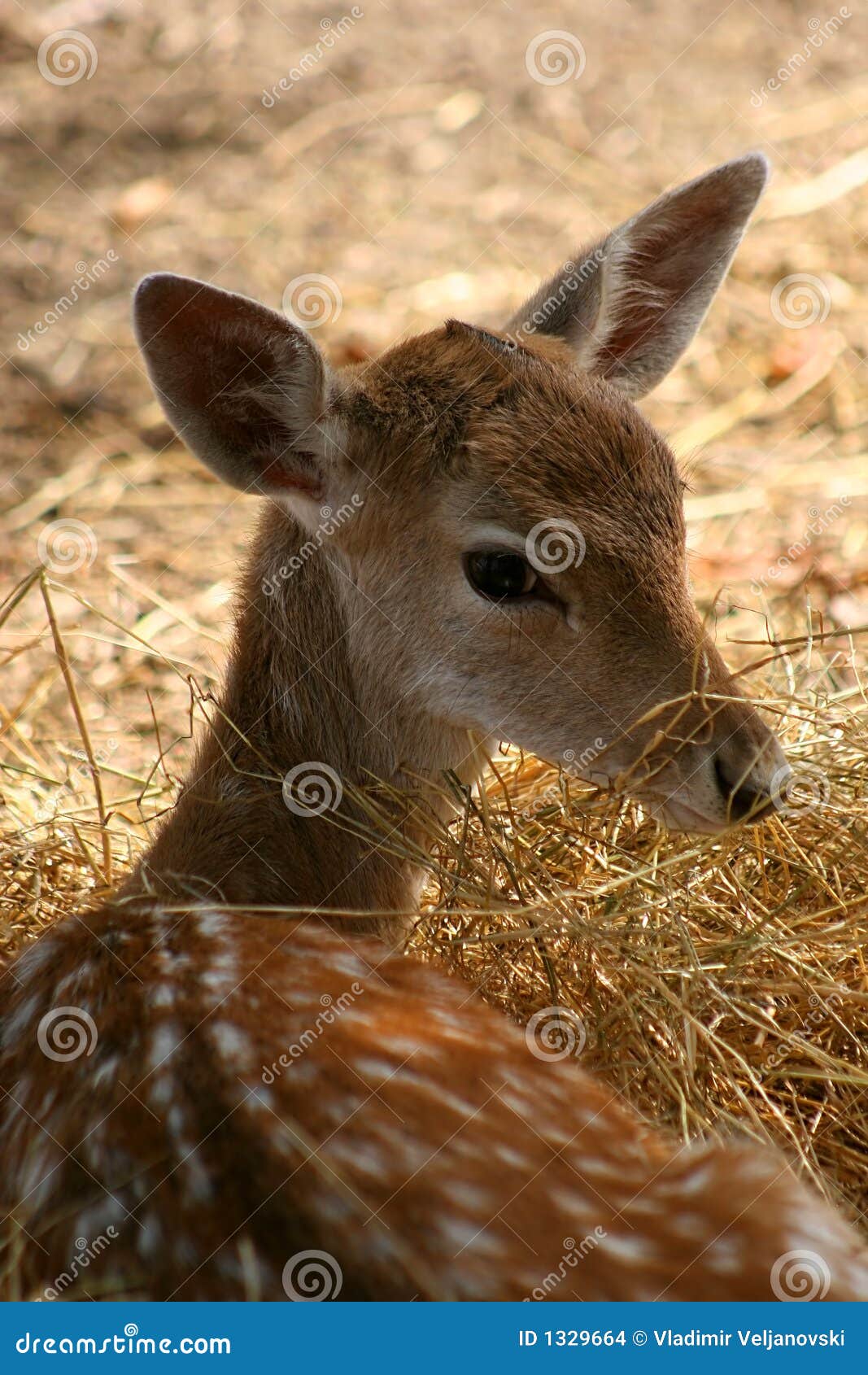 Roe stock photo. Image of outdoors, group, bedded, deer - 1329664