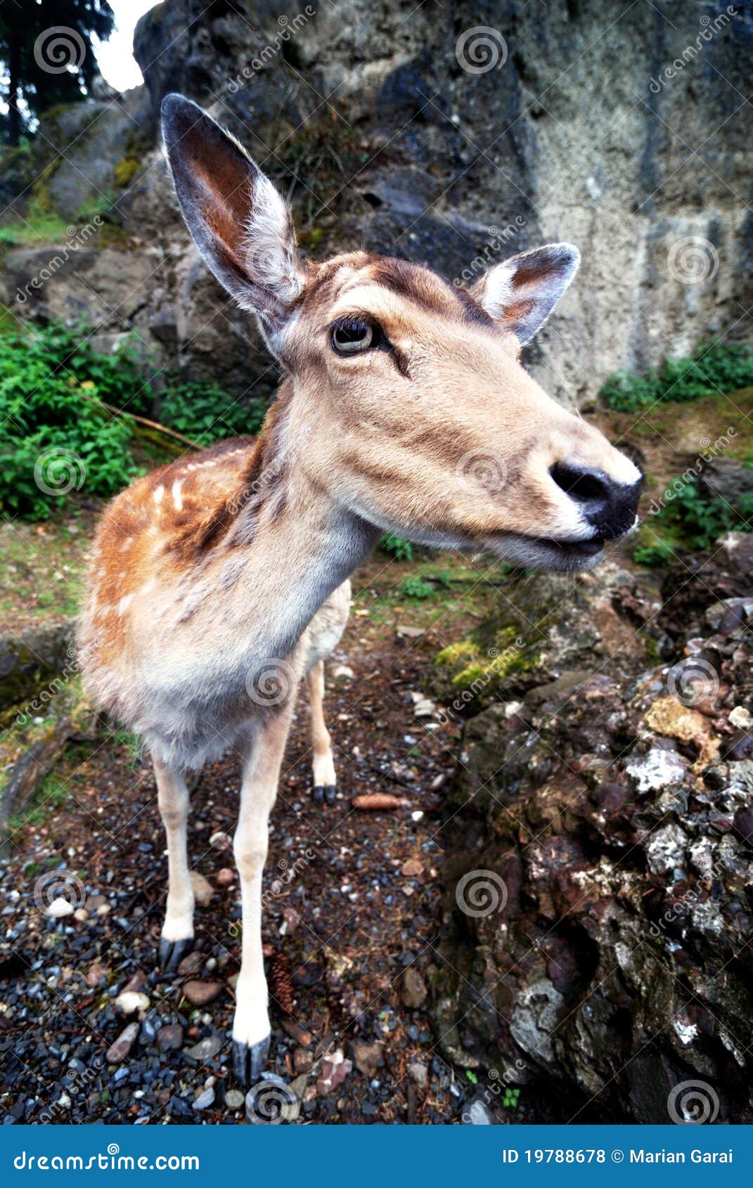 Roe stock photo. Image of nature, juvenile, feeding, hunting - 19788678