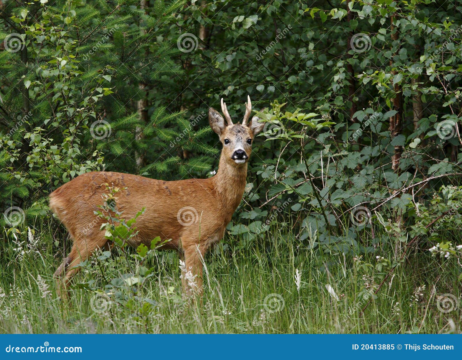 Roe Buck stock image. Image of park, animal, season, eastern - 20413885